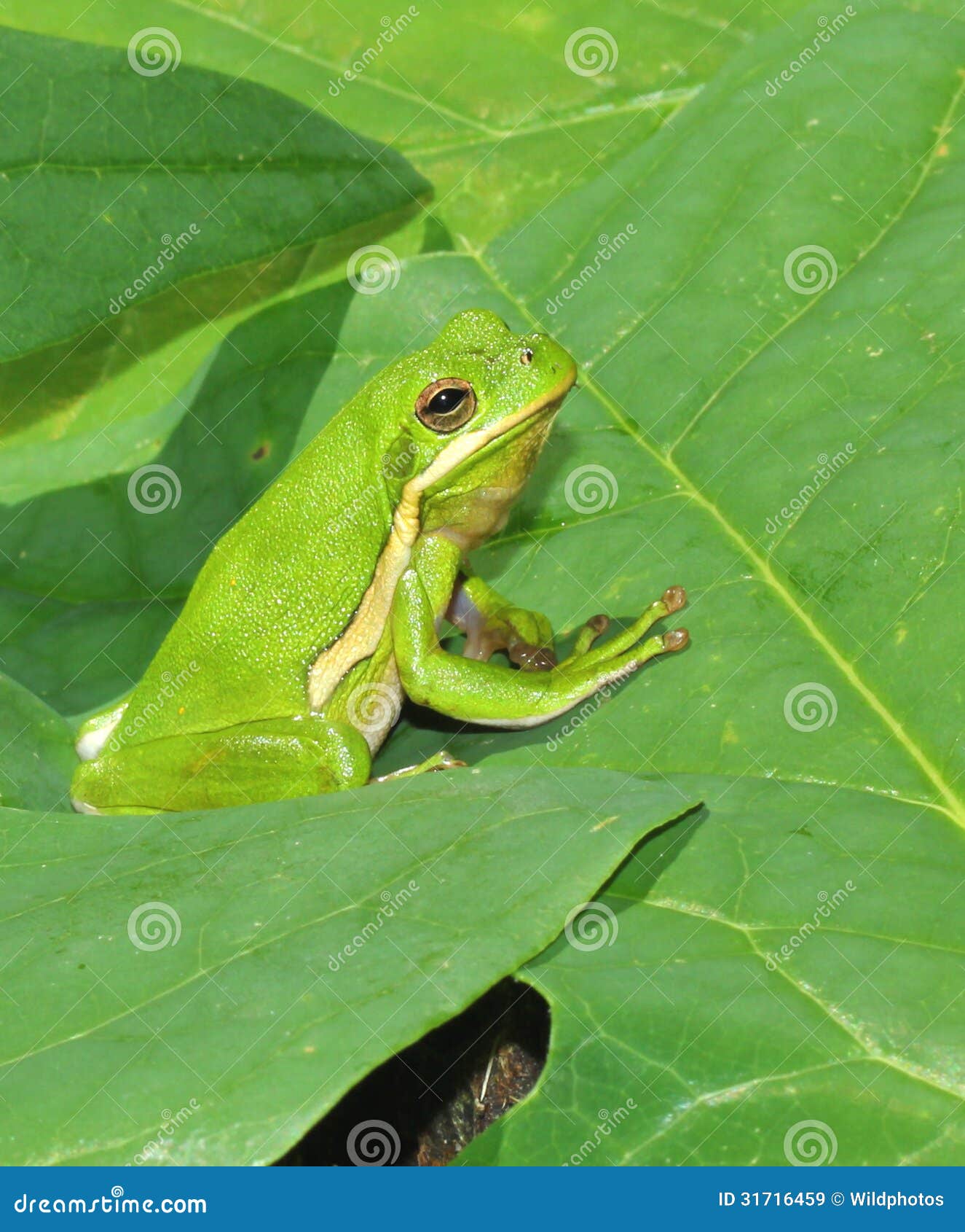 American green treefrog stock image. Image of cream, amphibian - 31716459