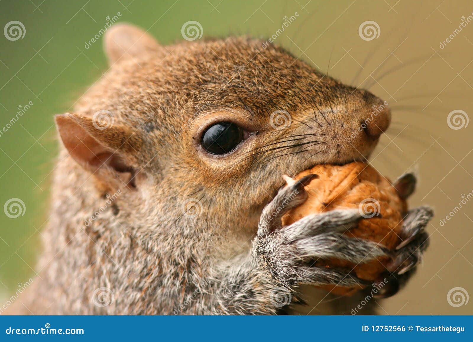 American grey squirrel stock photo. Image of chop, look - 12752566