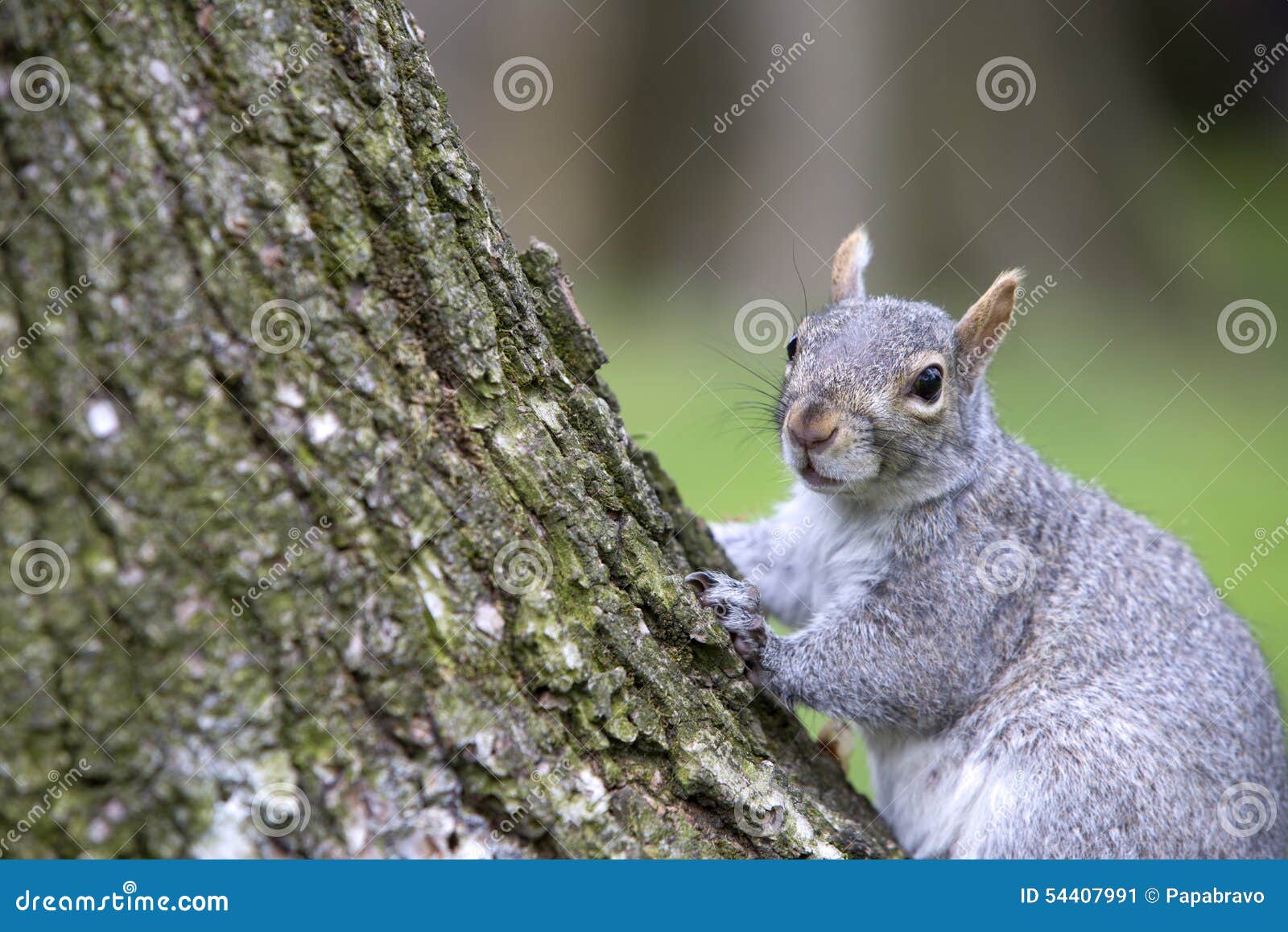 American Grey Squirrel on Green Grass Stock Image - Image of country ...
