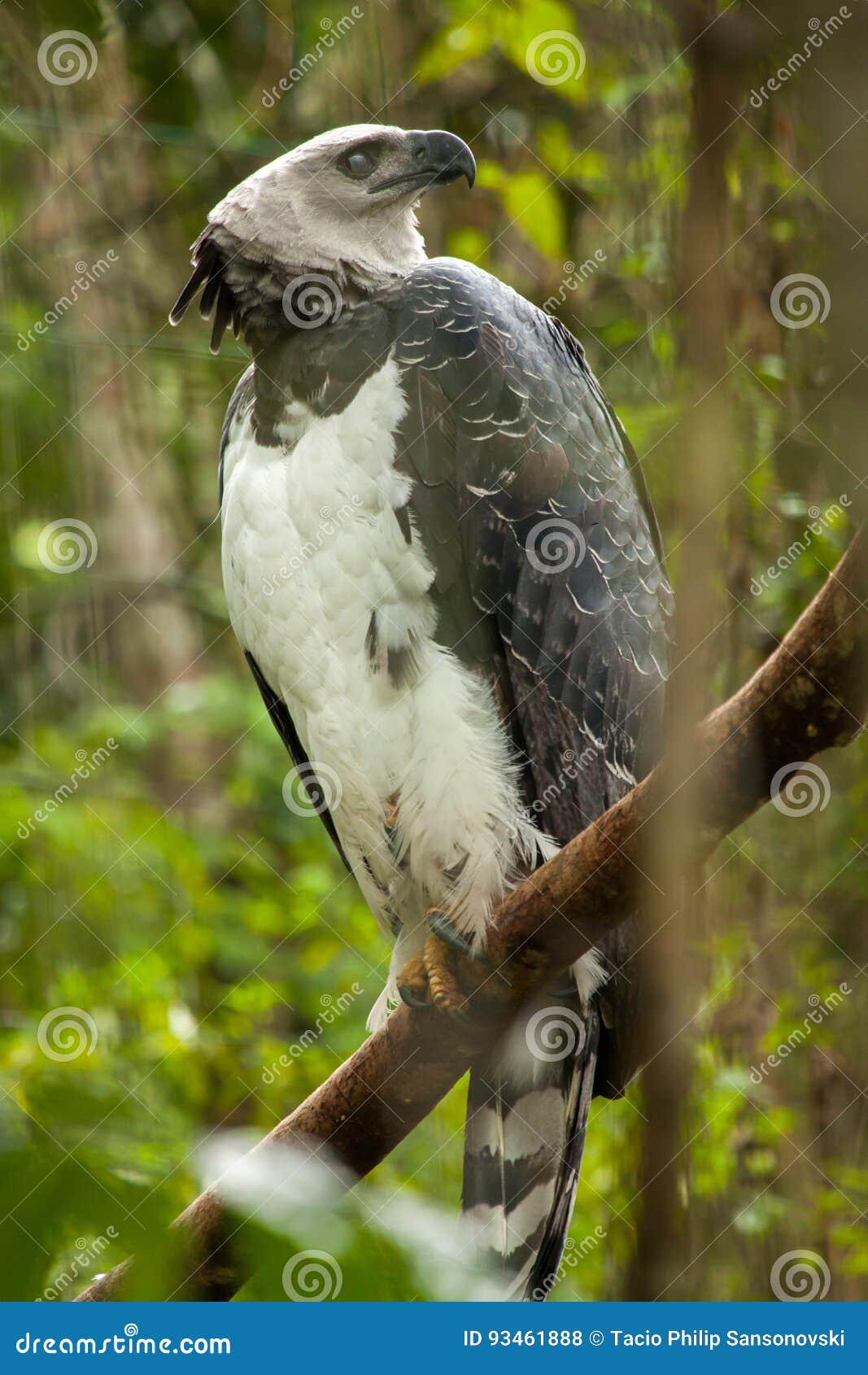 American harpy eagle stock photo. Image of royalhawk - 93461888