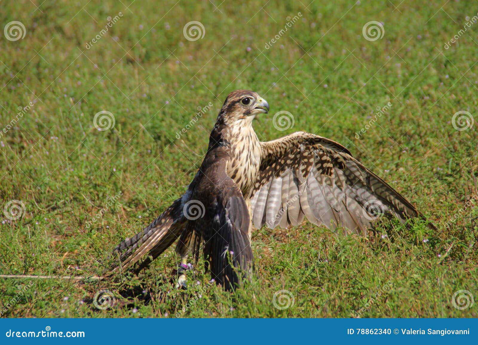 American hawk stock photo. Image of aggressively, creature - 78862340