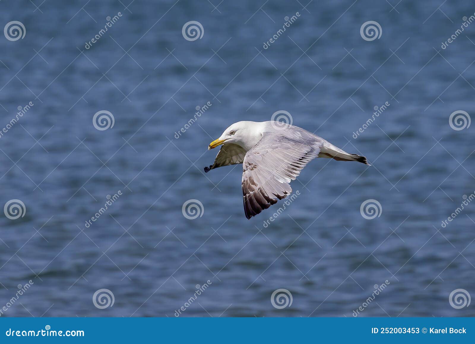 The American herring gull stock image. Image of gulls - 252003453