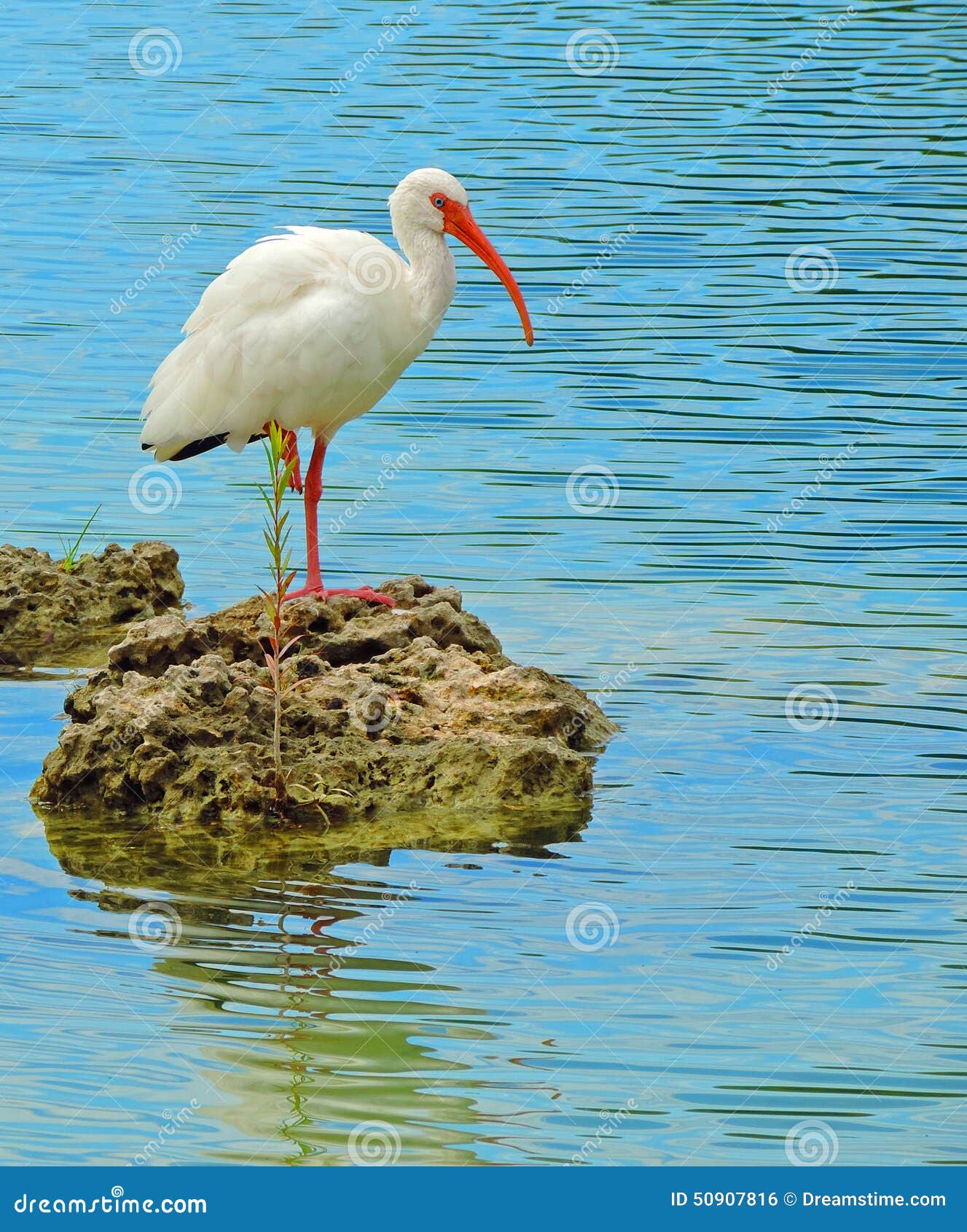 American Ibis stock photo. Image of ibis, beak, white - 50907816