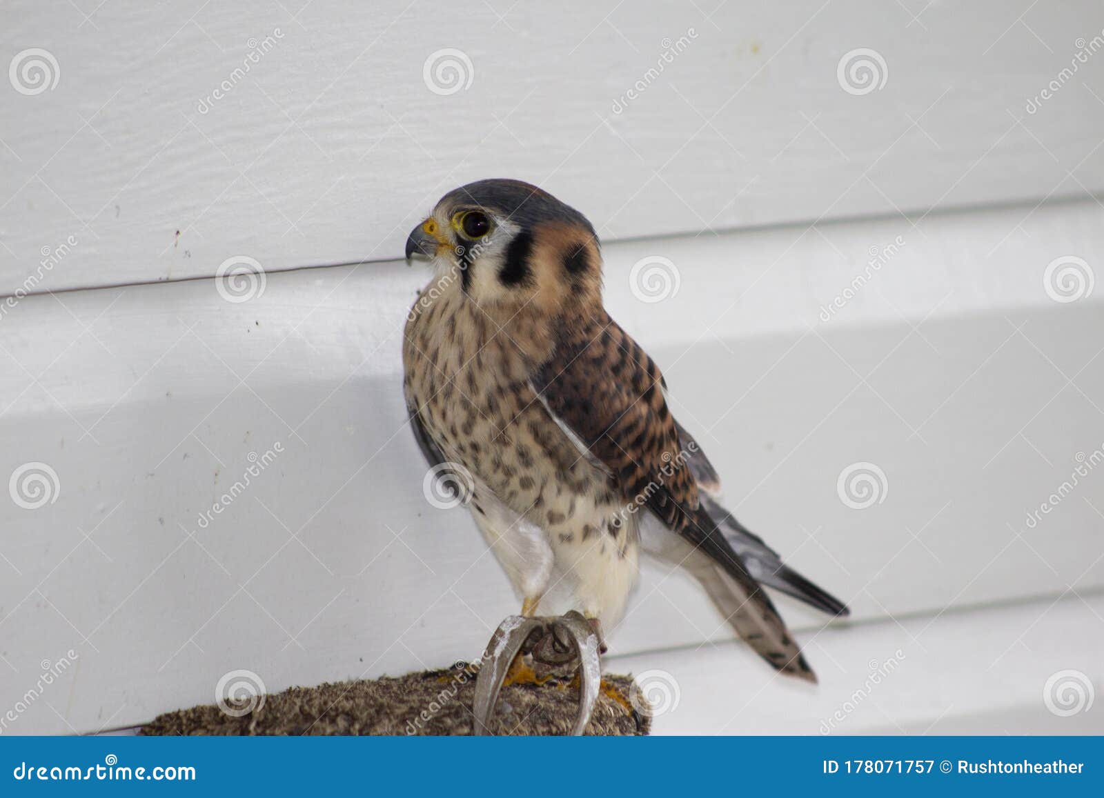An american kestel stock image. Image of beak, animal - 178071757