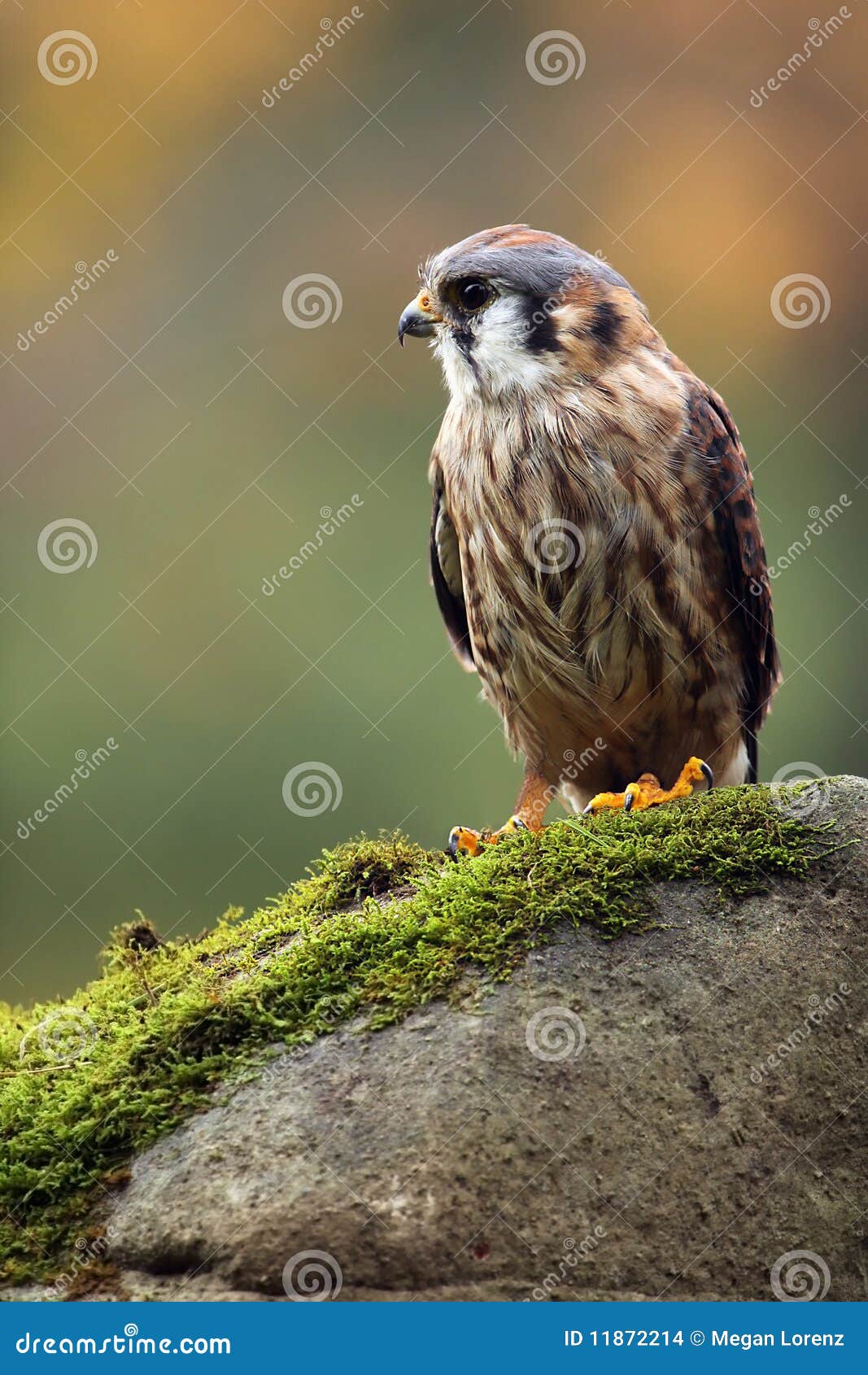 American Kestrel stock photo. Image of raptor, american - 11872214