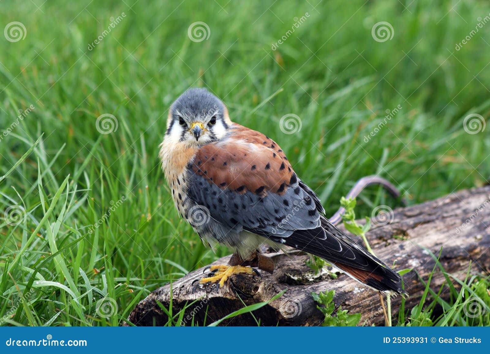 American kestrel stock image. Image of sparverius, close - 25393931