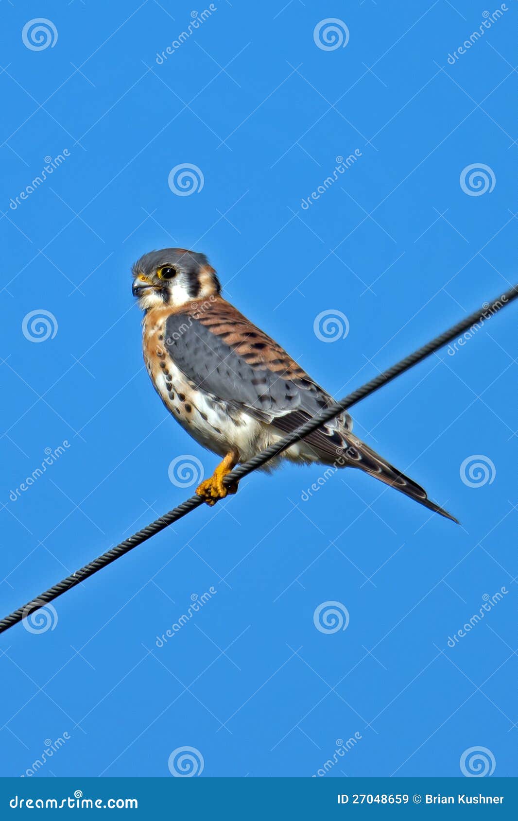 American Kestrel stock image. Image of raptor, wildlife - 27048659