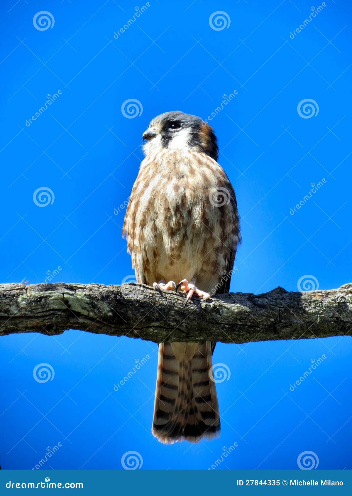 American Kestrel stock image. Image of blue, small, tail - 27844335