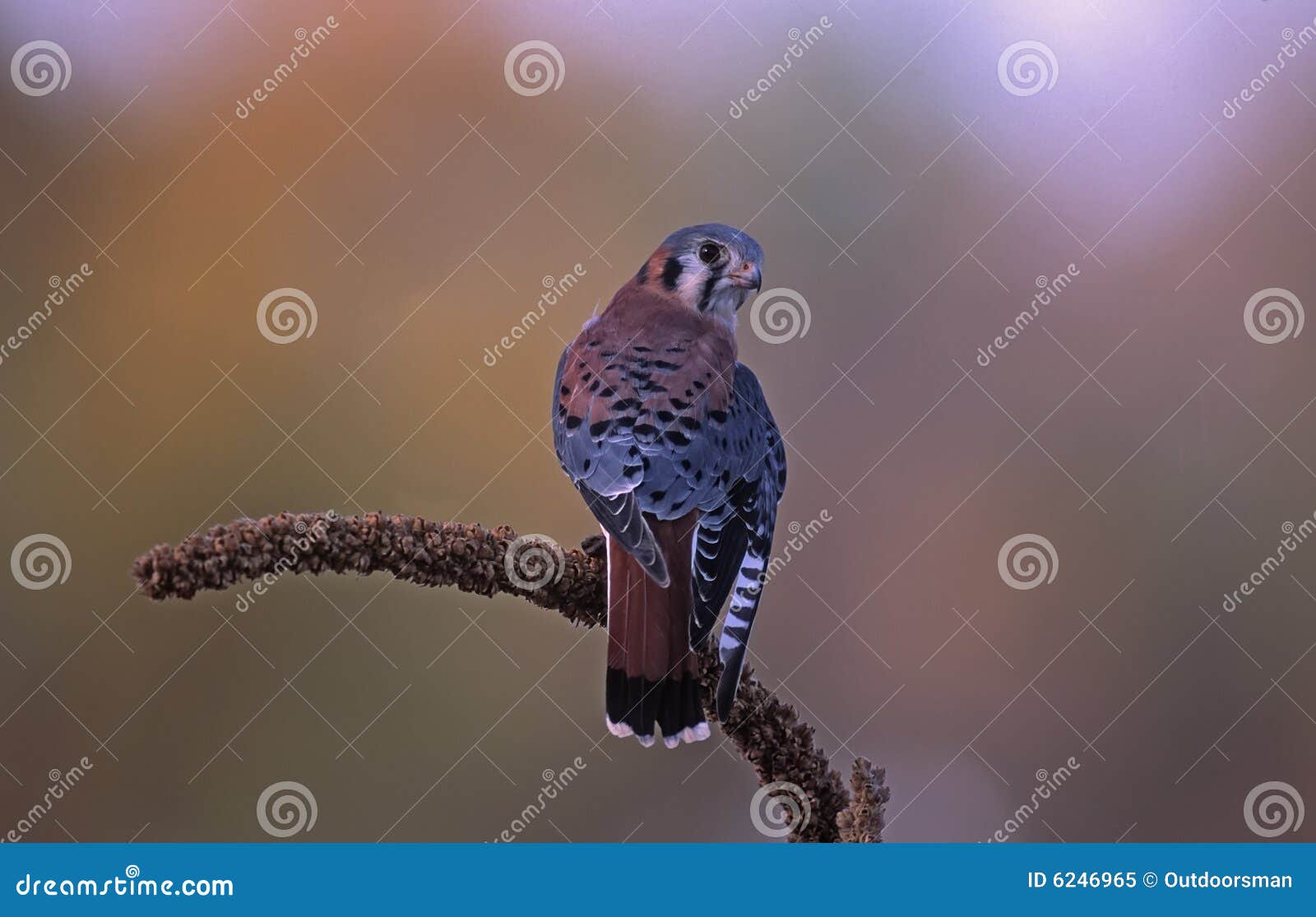 American kestrel stock image. Image of prey, raptor, bird - 6246965