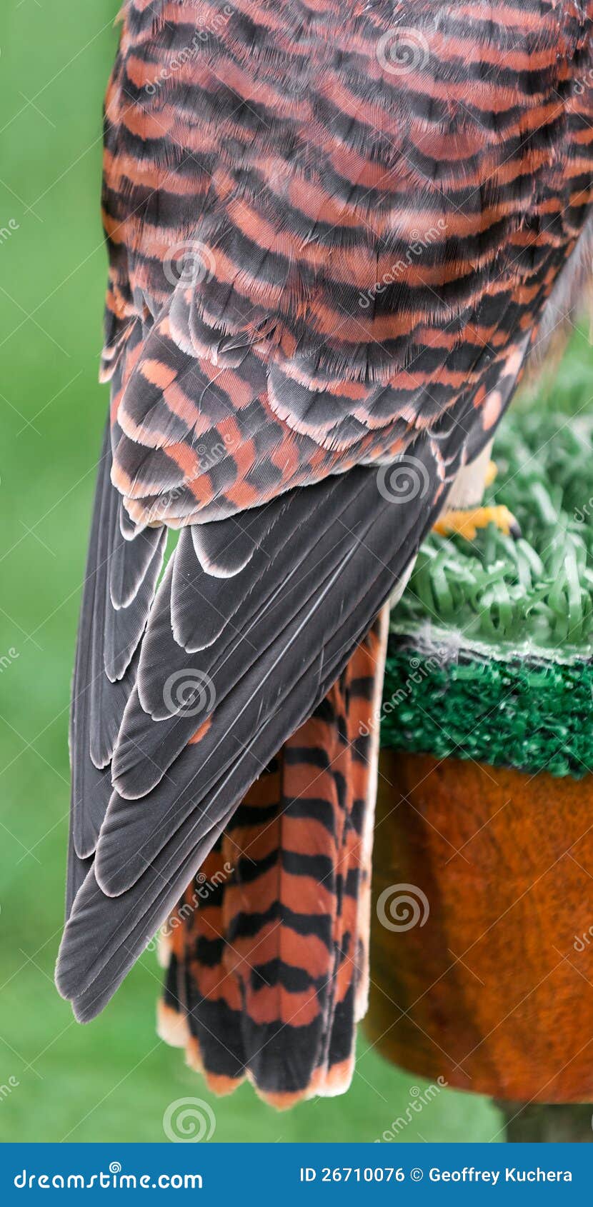 American Kestrel Back and Tail Feathers Stock Photo - Image of raptor ...