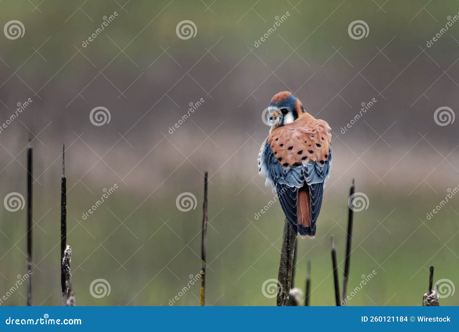 American Kestrel on the Edge of the Tree Stock Photo - Image of wing ...