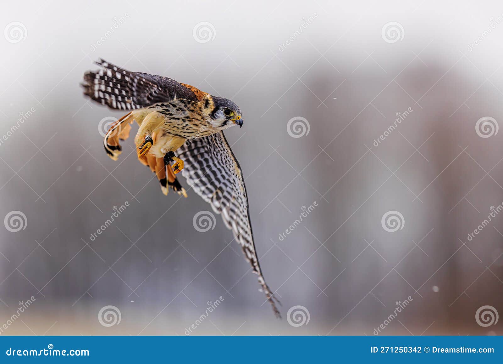 The American Kestrel (Falco Sparverius), Also Called the Sparrow Hawk ...