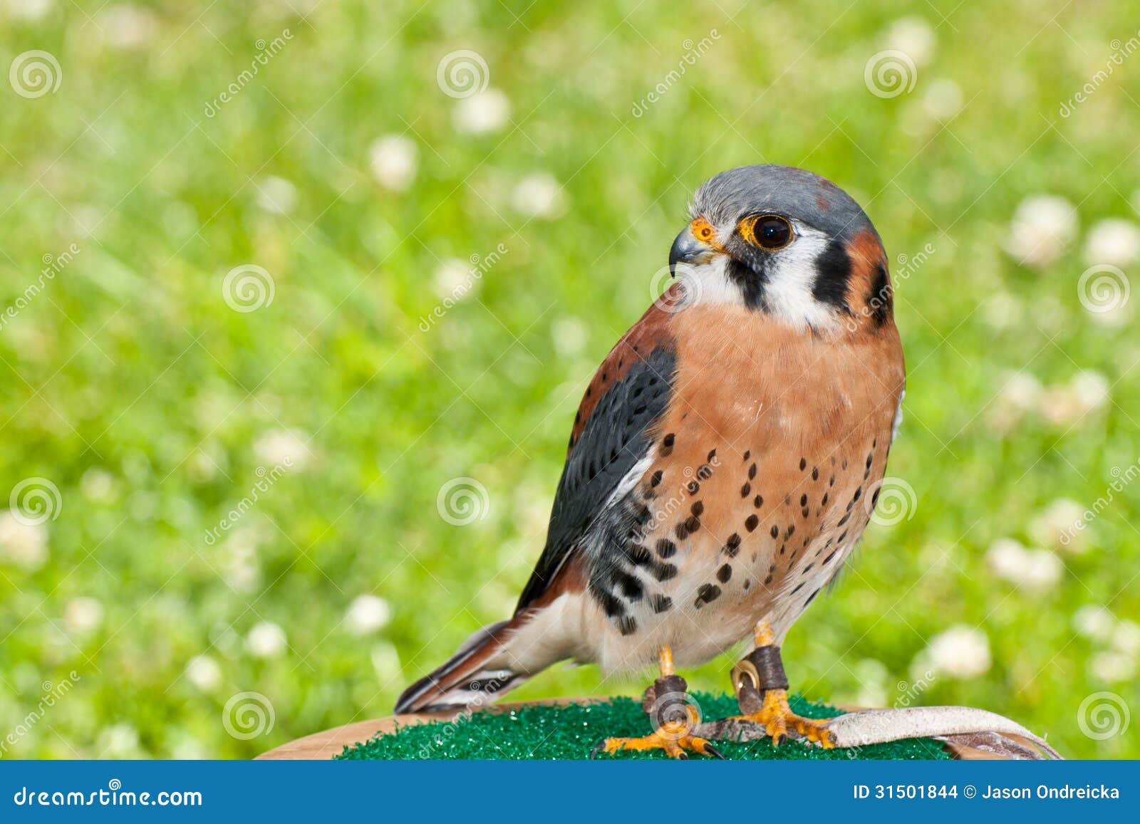 American Kestrel stock photo. Image of curious, colors - 31501844