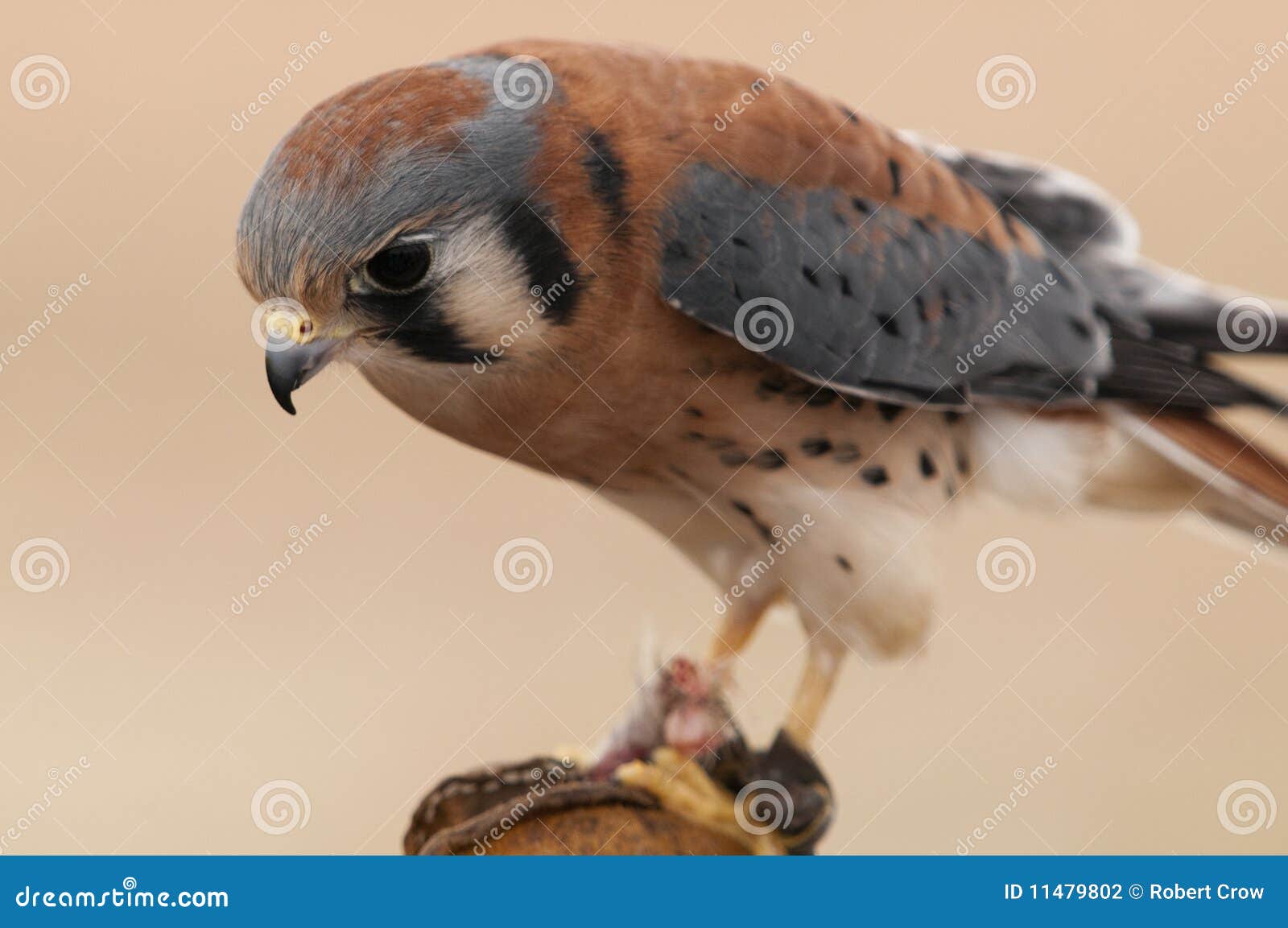 American Kestrel on Finger stock photo. Image of center - 11479802