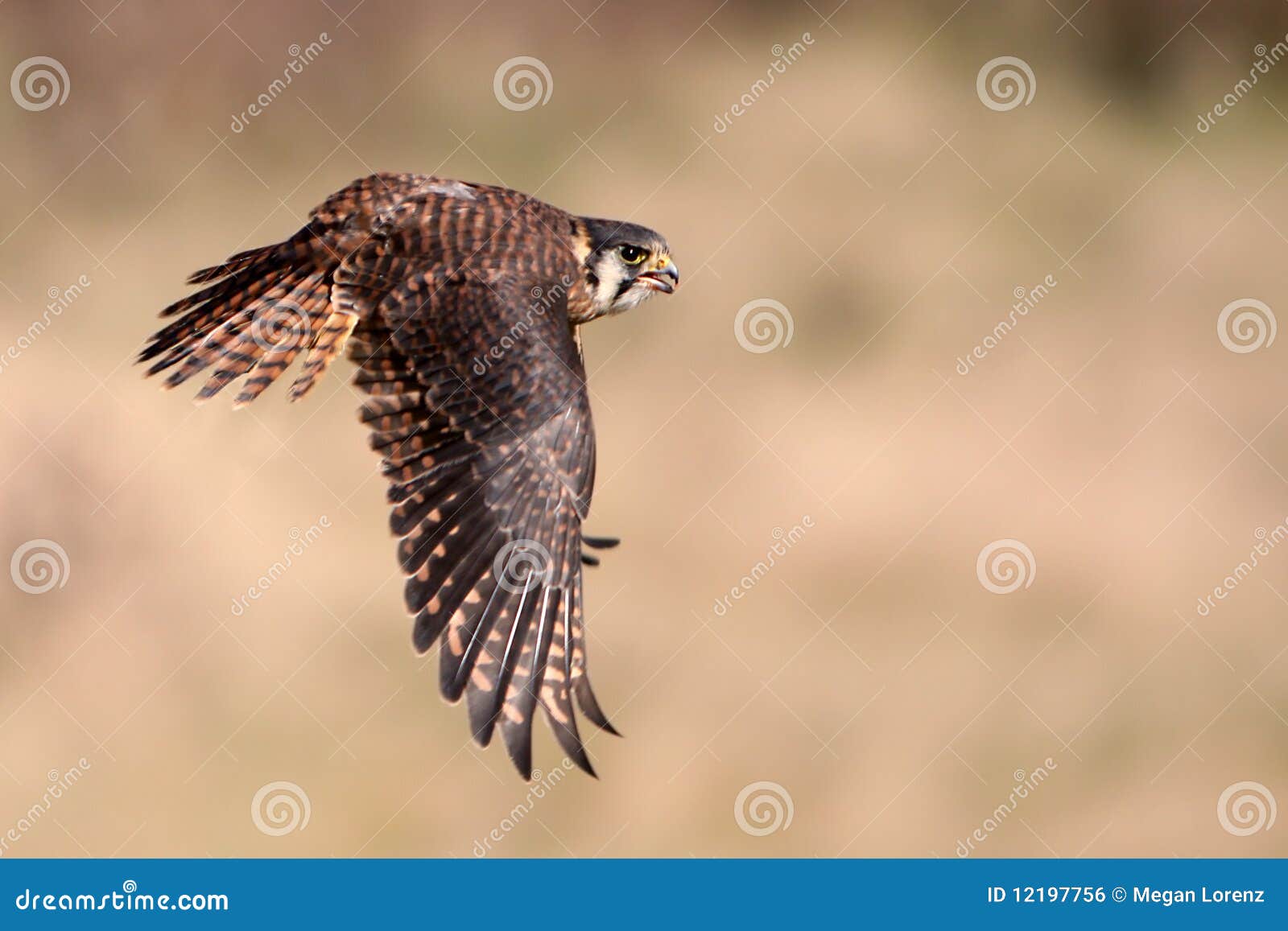 American Kestrel in Flight stock photo. Image of looking - 12197756