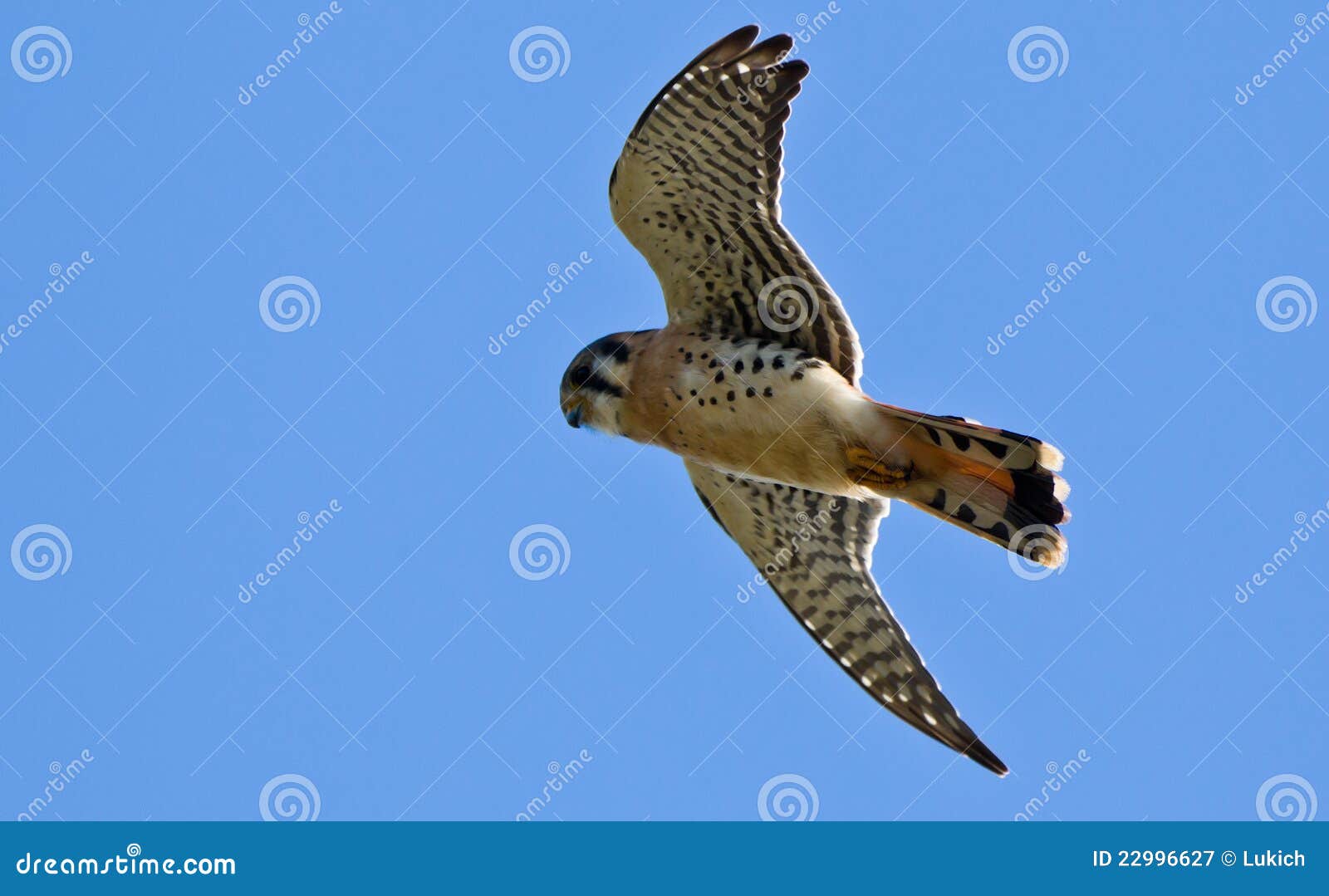 American Kestrel in Flight. Stock Image - Image of bird, plumage: 22996627