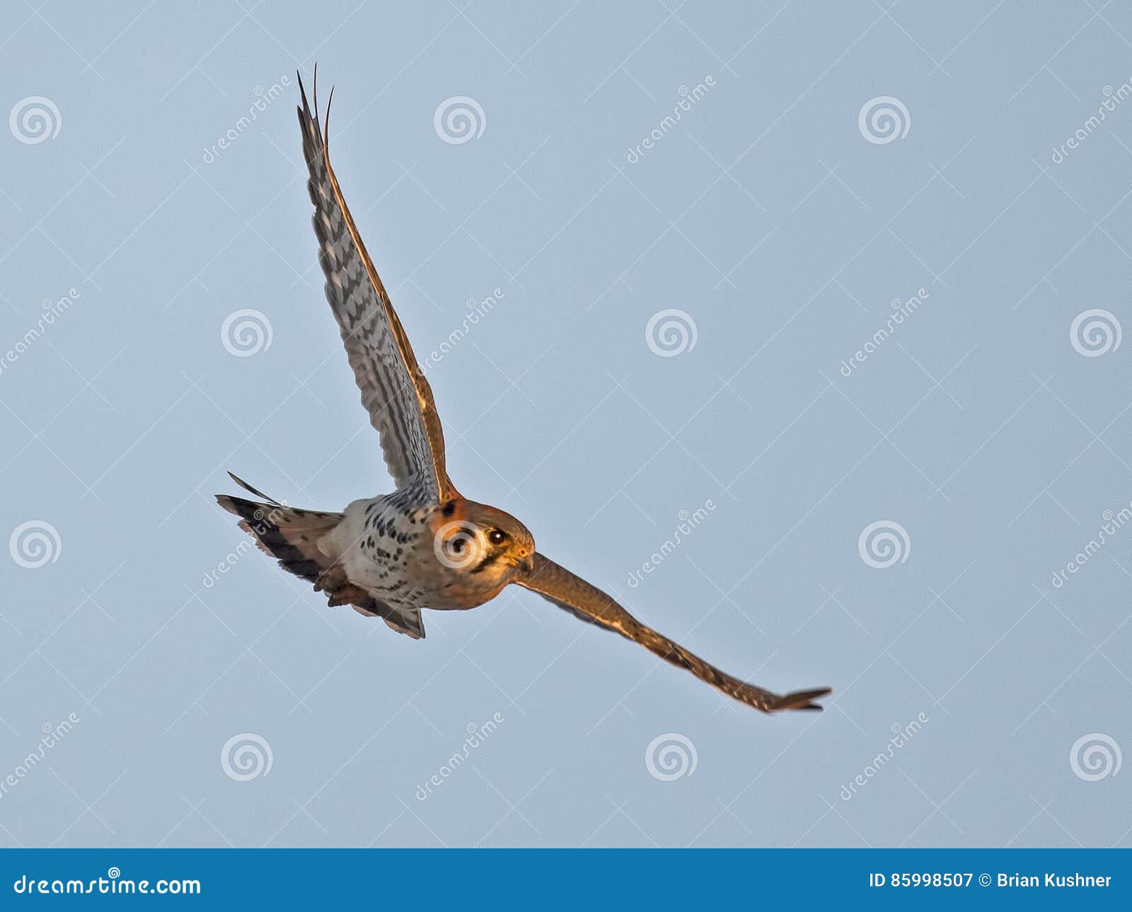 American Kestrel in Flight stock image. Image of kestrel - 85998507