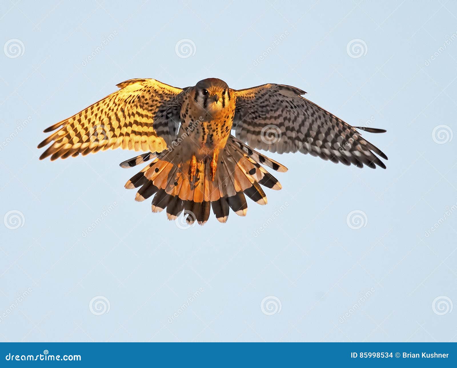 American Kestrel in Flight stock photo. Image of flying - 85998534