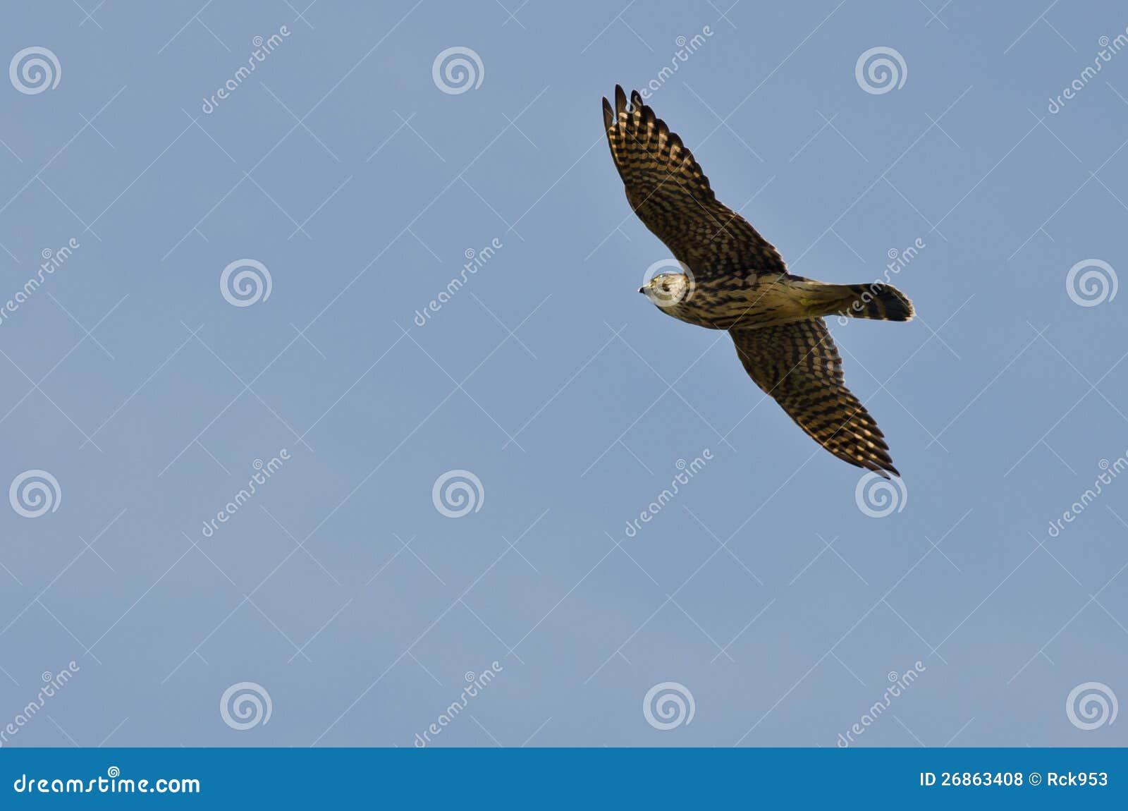 American Kestrel Flying in a Blue Sky Stock Photo - Image of north ...