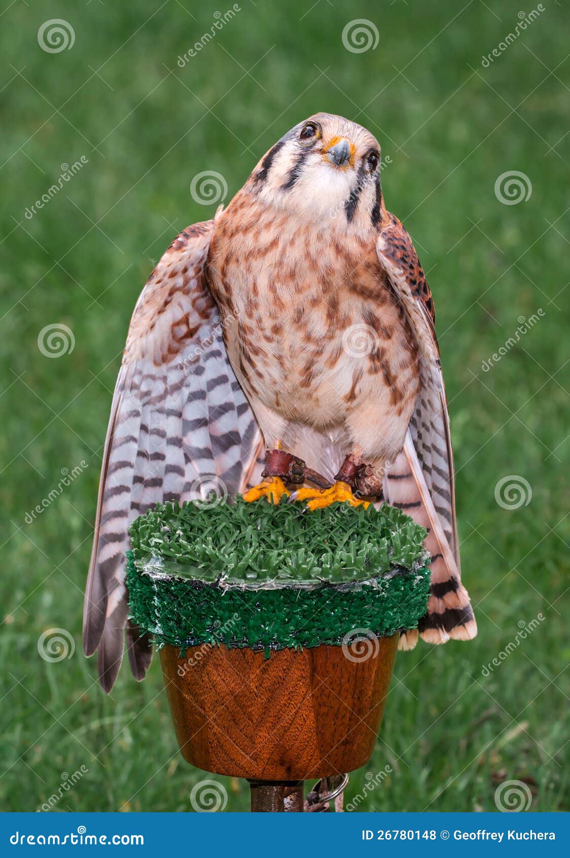 American Kestrel Looks Up from Perch Stock Photo - Image of perch ...