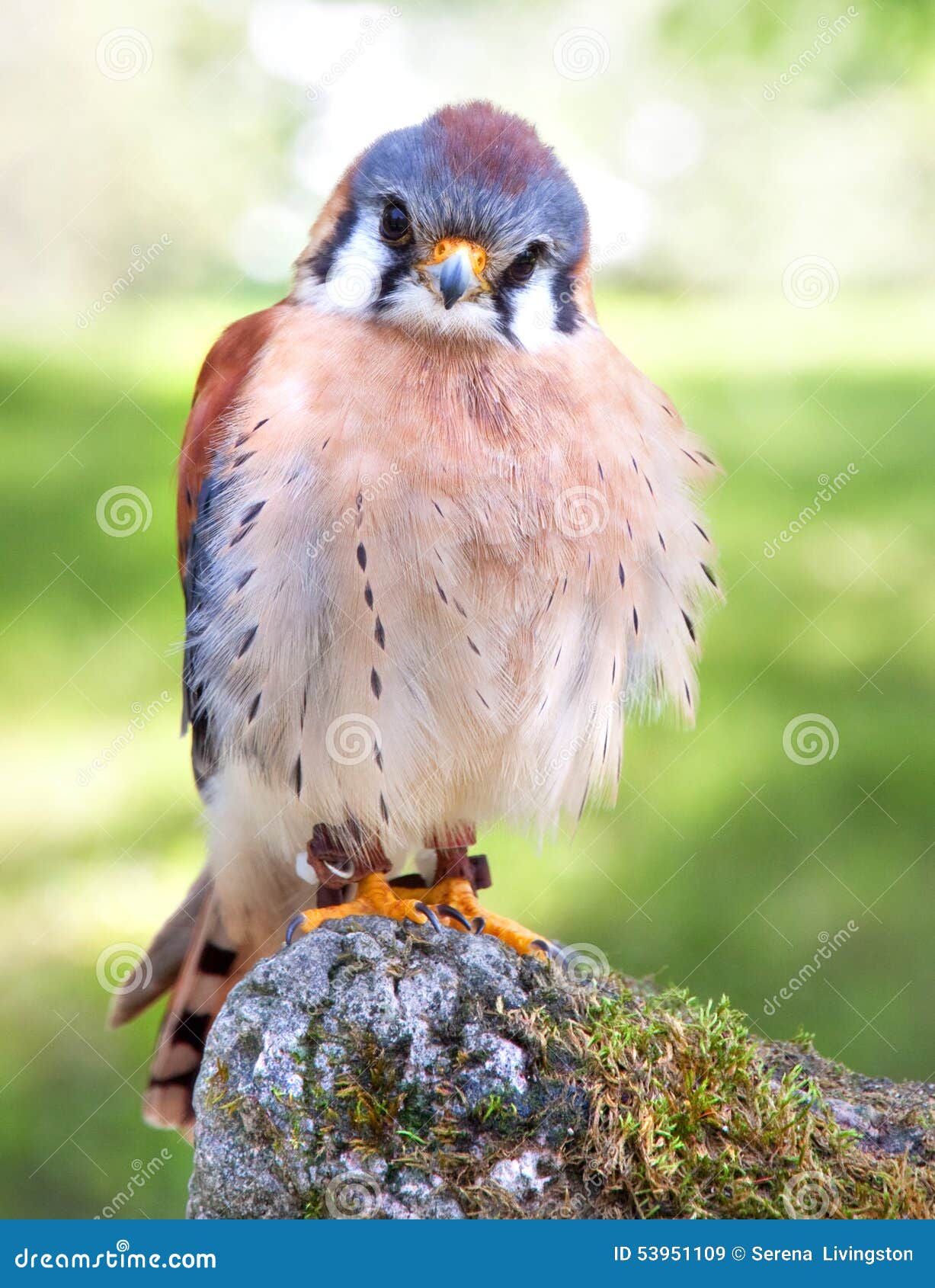 American Kestrel stock image. Image of fluffy, americankestrel - 53951109