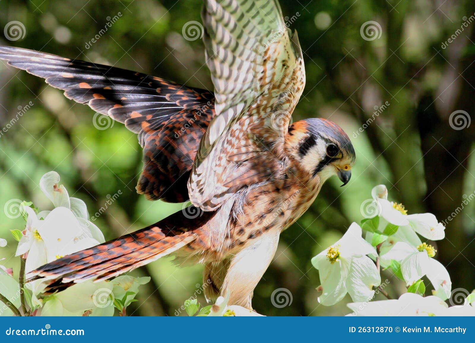 American Kestrel Member Hawk Family Photos - Free & Royalty-Free Stock ...