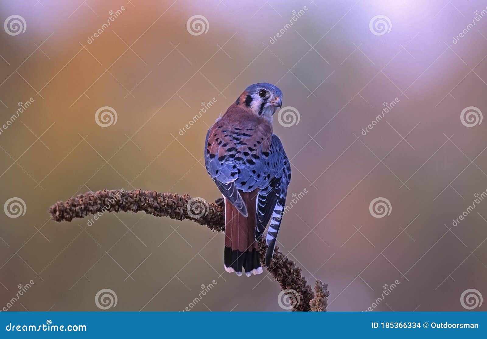 American kestrel on perck stock photo. Image of american - 185366334