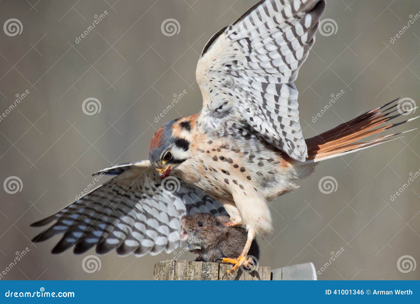 American Kestrel with prey stock photo. Image of beak - 41001346