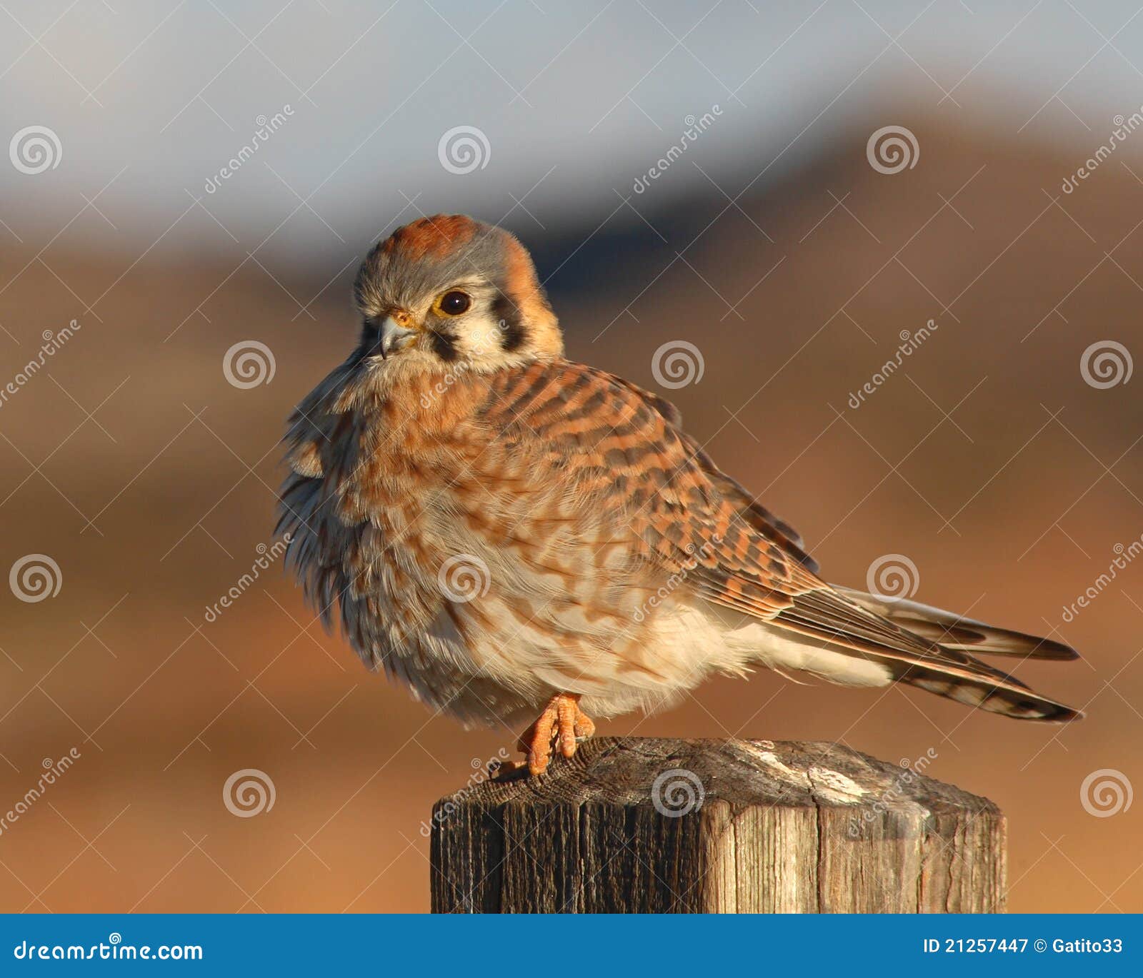 American Kestrel Puffed Up stock image. Image of wildlife - 21257447