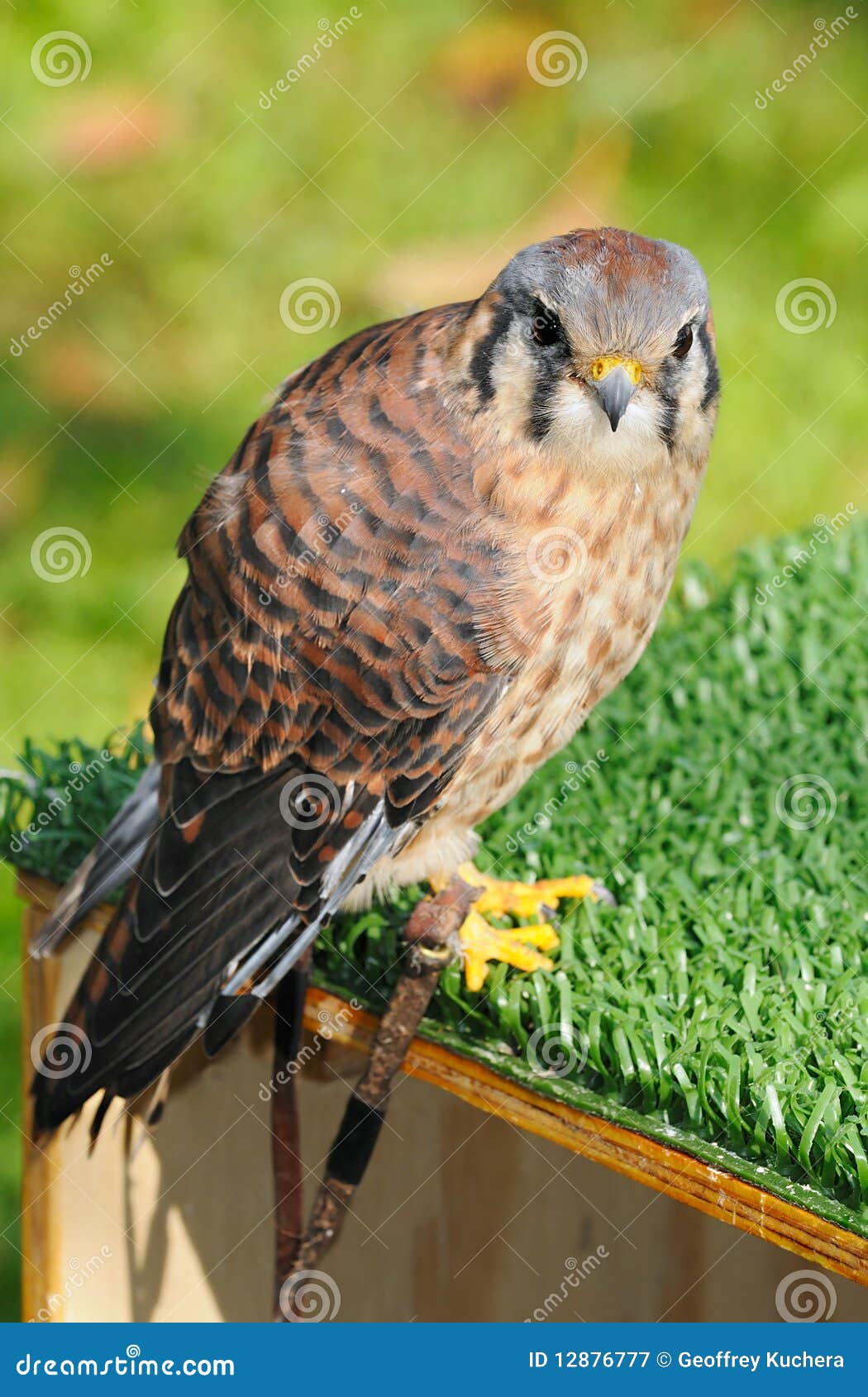 American Kestrel Sits on Box Perch Stock Image - Image of kestral ...