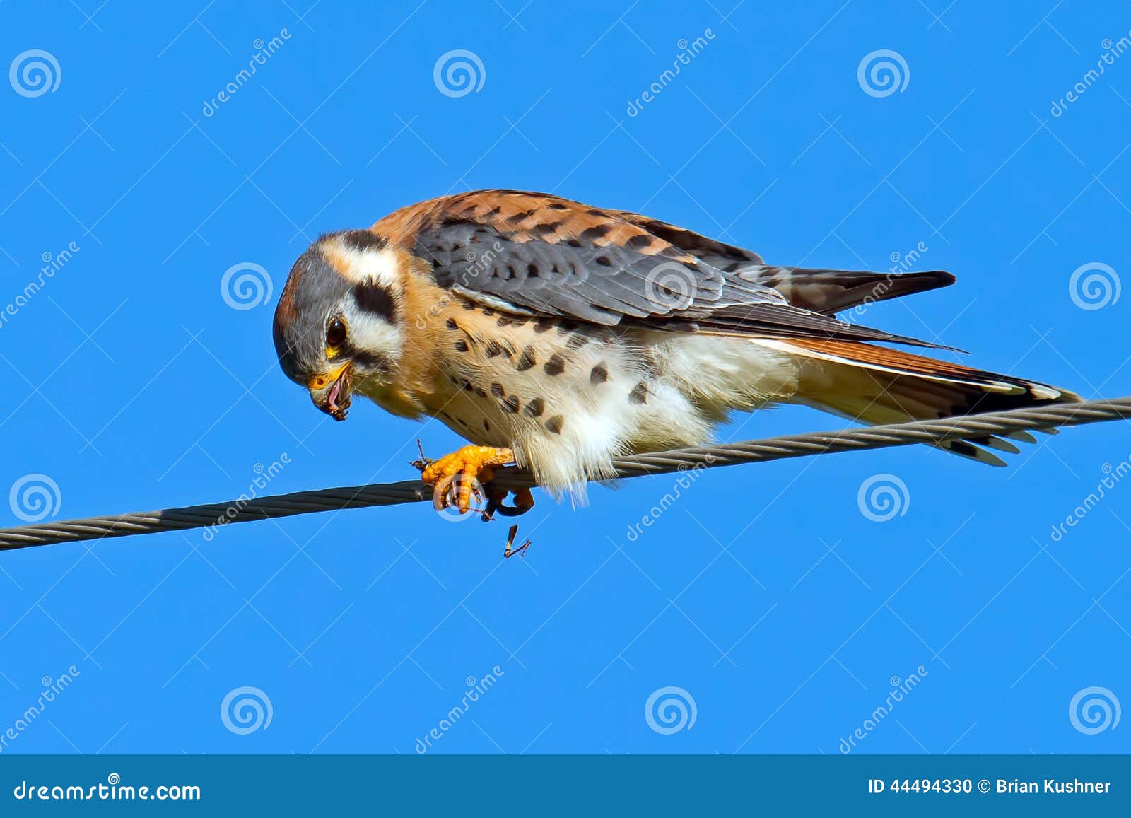 American Kestrel Bird Wire Stock Photos - Free & Royalty-Free Stock ...
