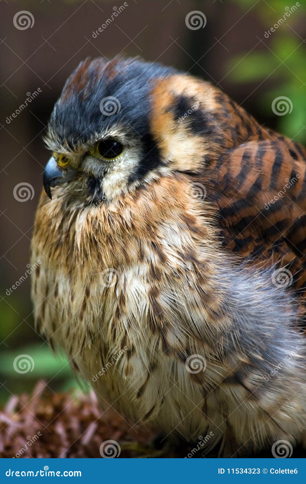 American Kestrel or Sparrow Hawk Stock Image - Image of bird, carnivore ...