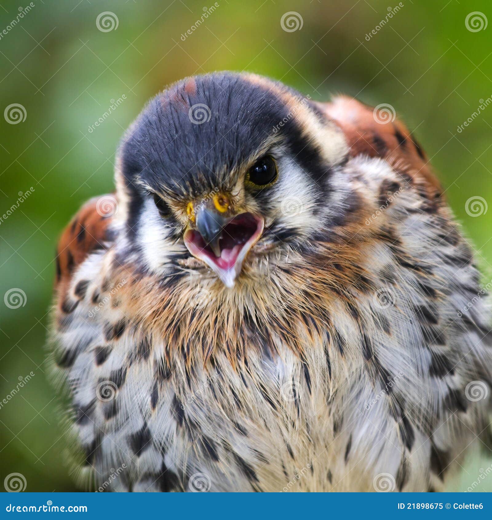 American Kestrel or Sparrow Hawk Stock Image - Image of wildlife ...