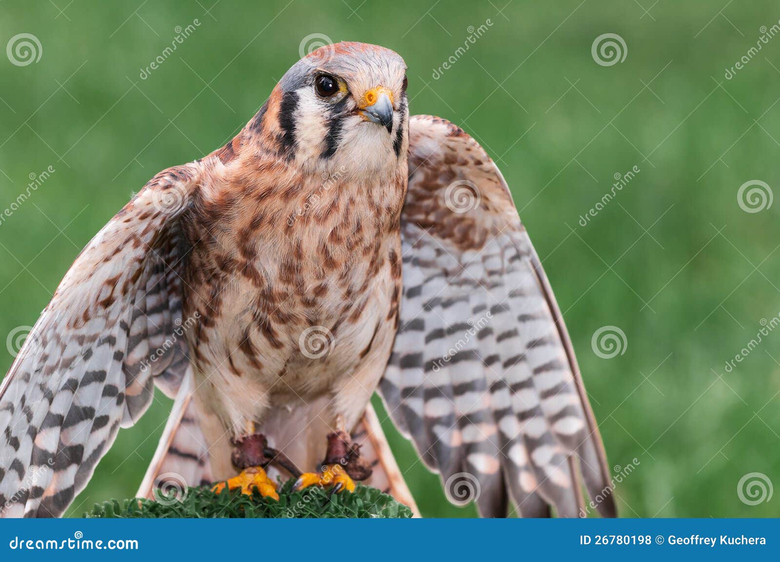 American Kestrel Spreads Wings Stock Photo - Image of wildlife, falco ...