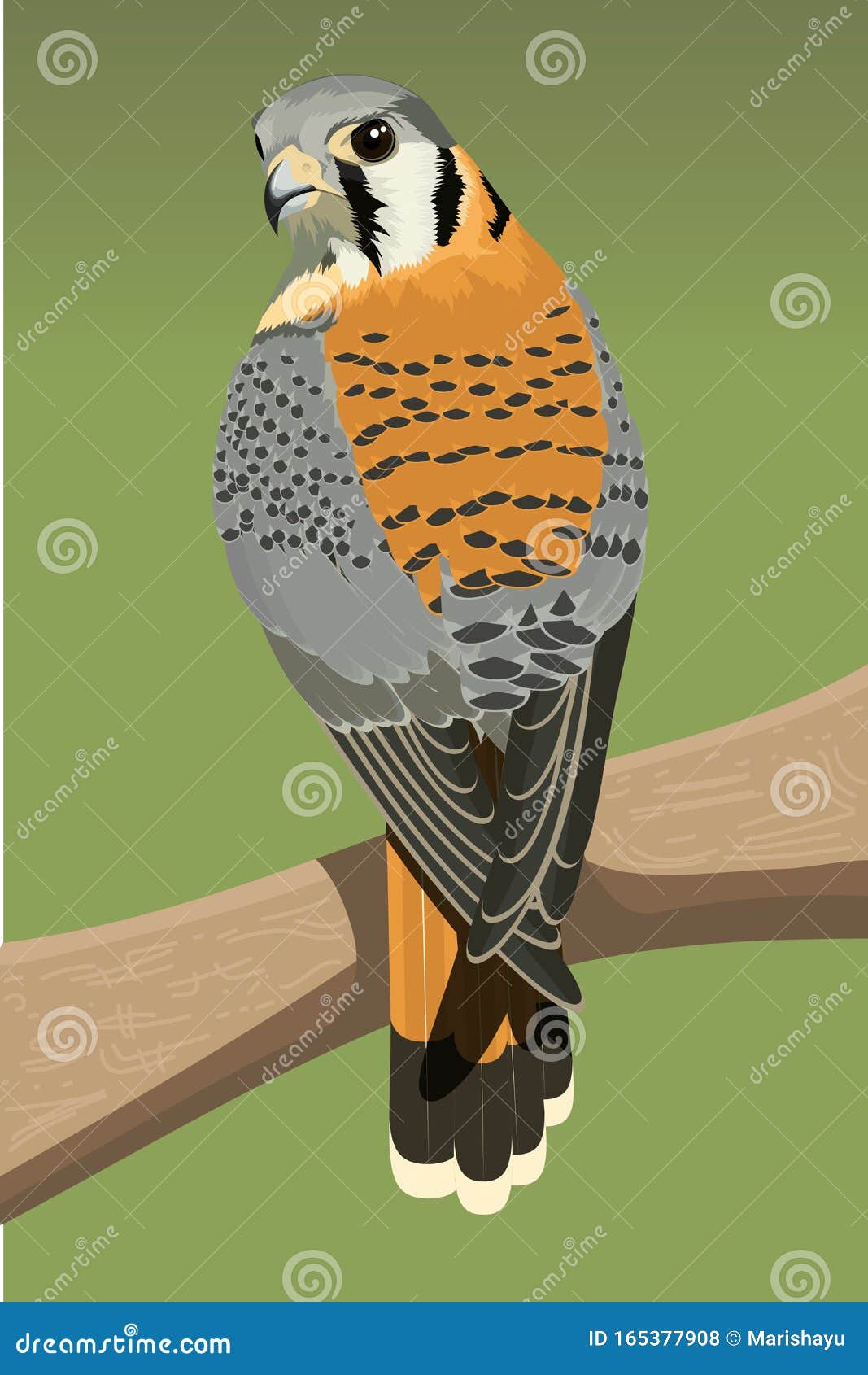 American Krestel Bird Vector Illustration 向量例证 - 插画 包括有 双翼飞机, 动画片 ...