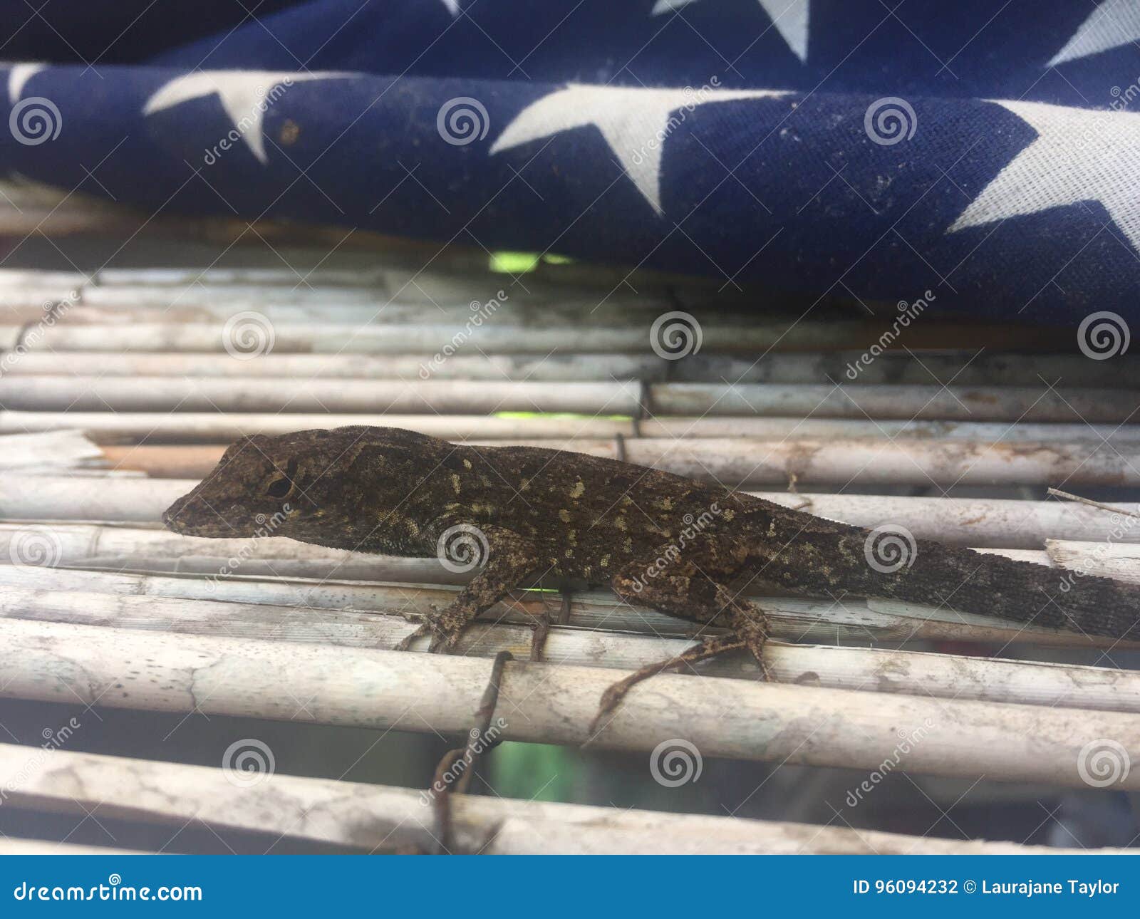 American Lizard stock photo. Image of bamboo, laying - 96094232