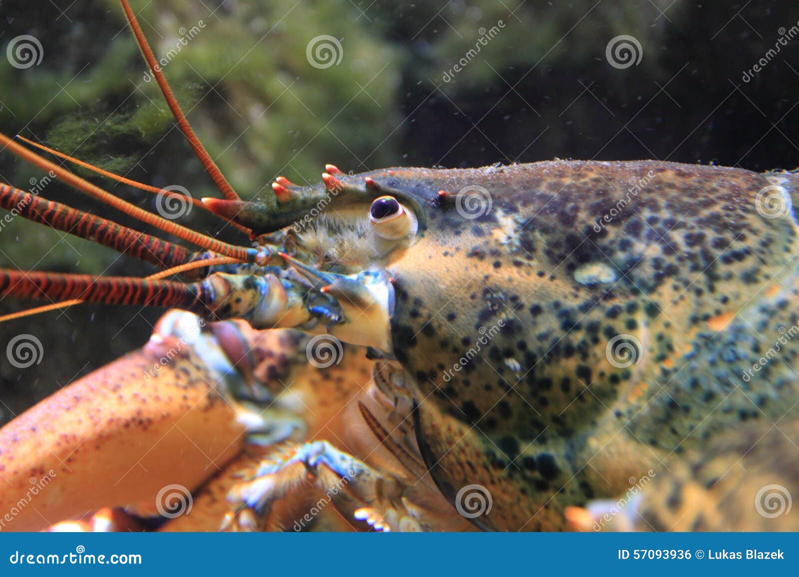 American lobster stock photo. Image of northern, homarus - 57093936