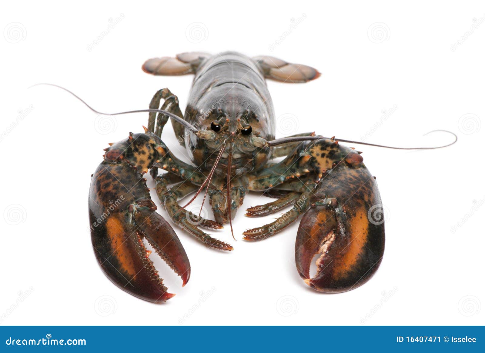 American Lobster, Homarus Americanus Stock Image - Image of full ...