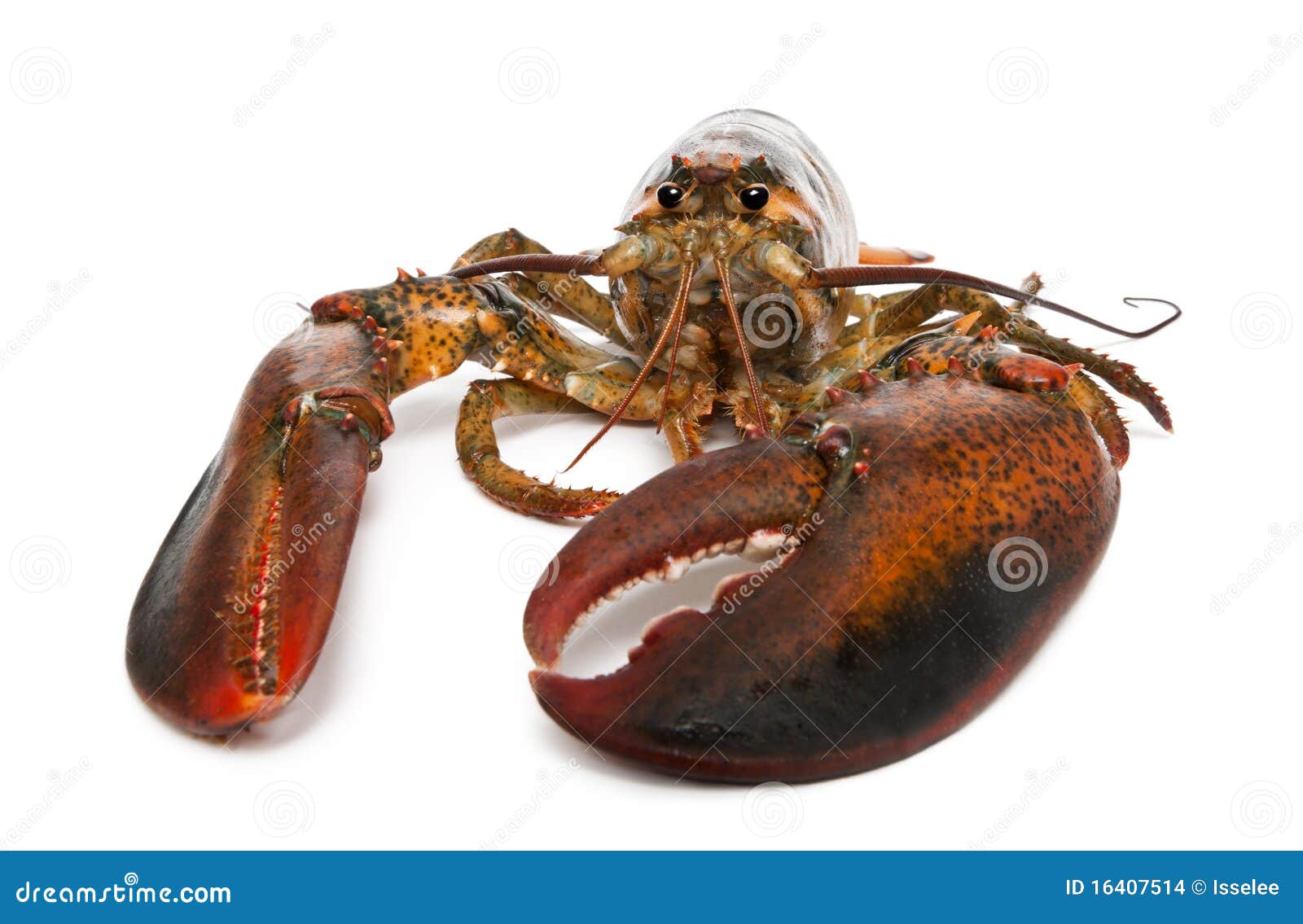 American Lobster, Homarus Americanus Stock Photo - Image of antenna ...