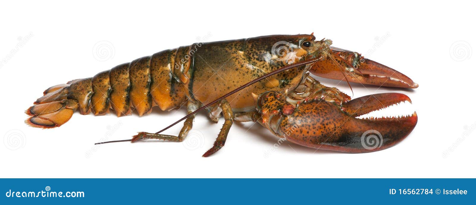 American Lobster, Homarus Americanus Stock Photo - Image of american ...