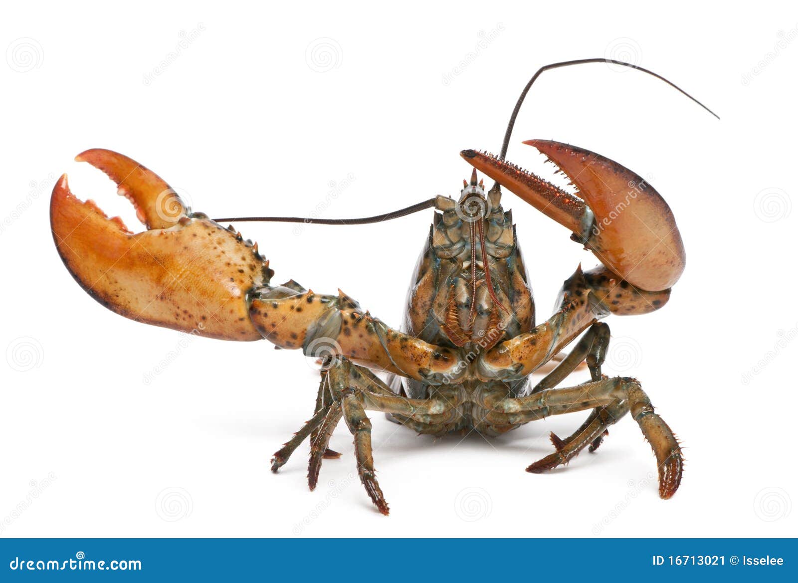 American Lobster, Homarus Americanus Stock Image - Image of looking ...