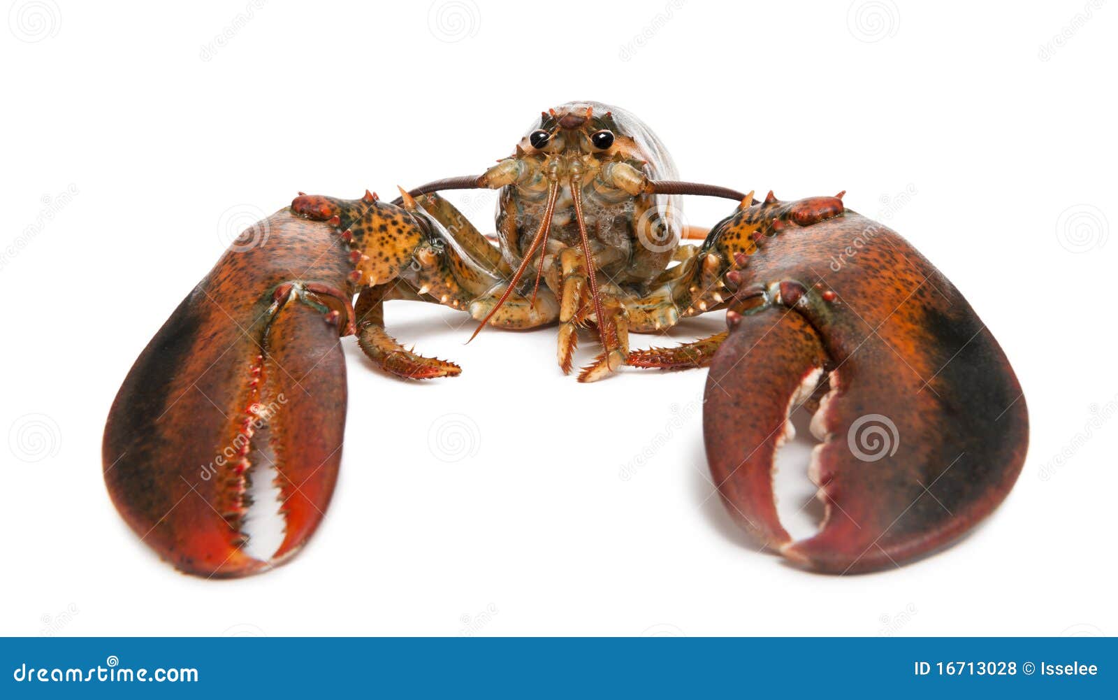 American Lobster, Homarus Americanus Royalty Free Stock Photos - Image ...