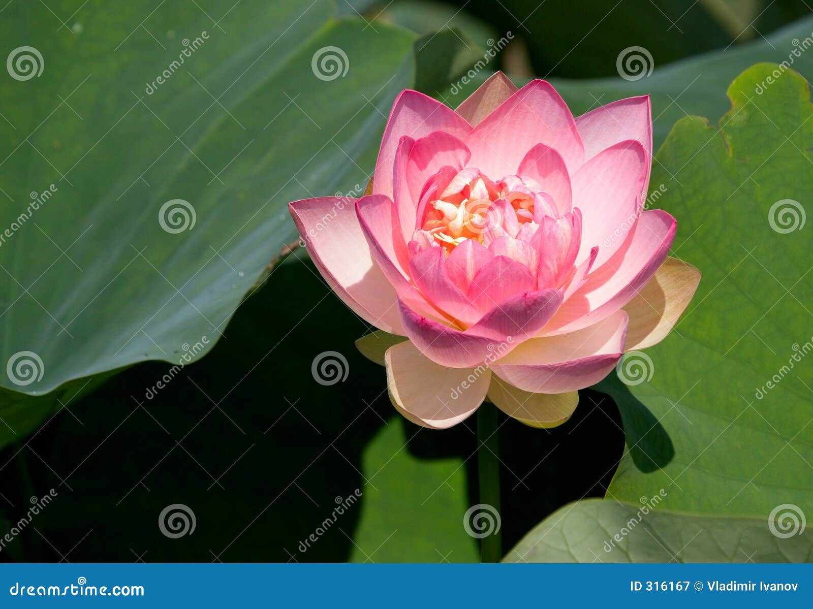 American lotus stock image. Image of exotic, floral, asian - 316167