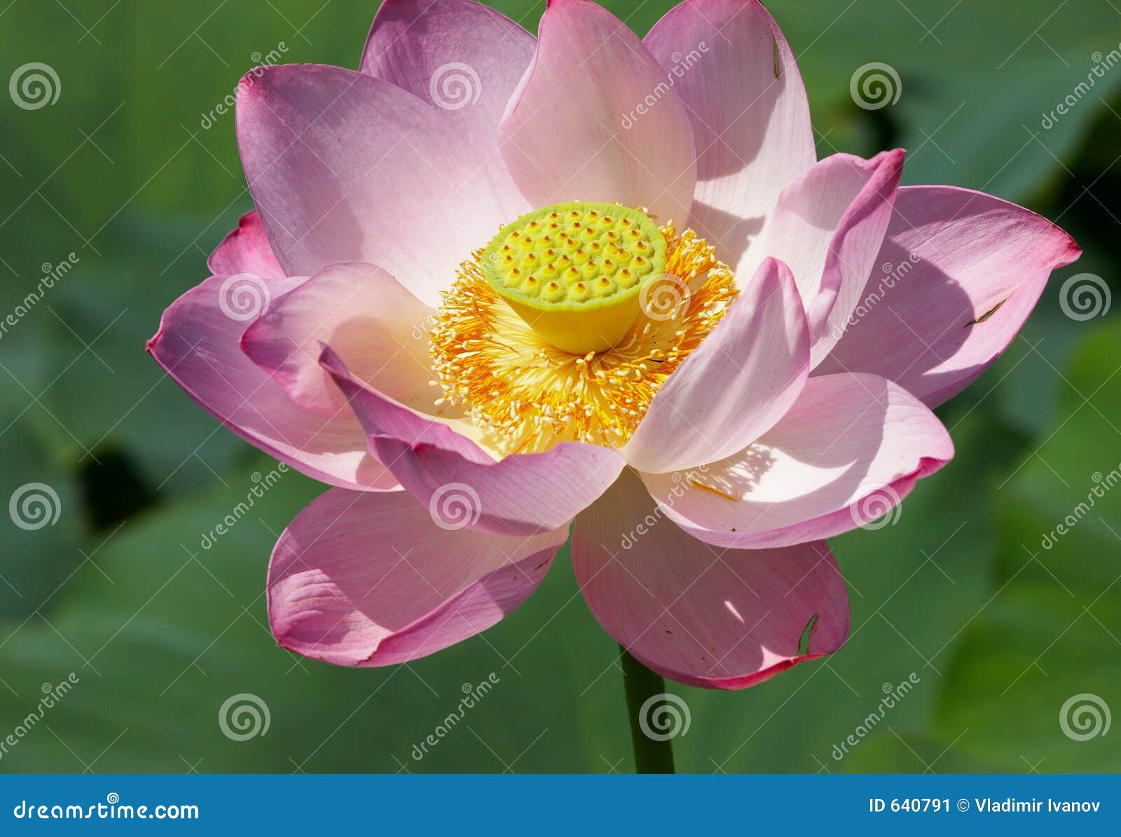 American lotus stock image. Image of environment, leaves - 640791