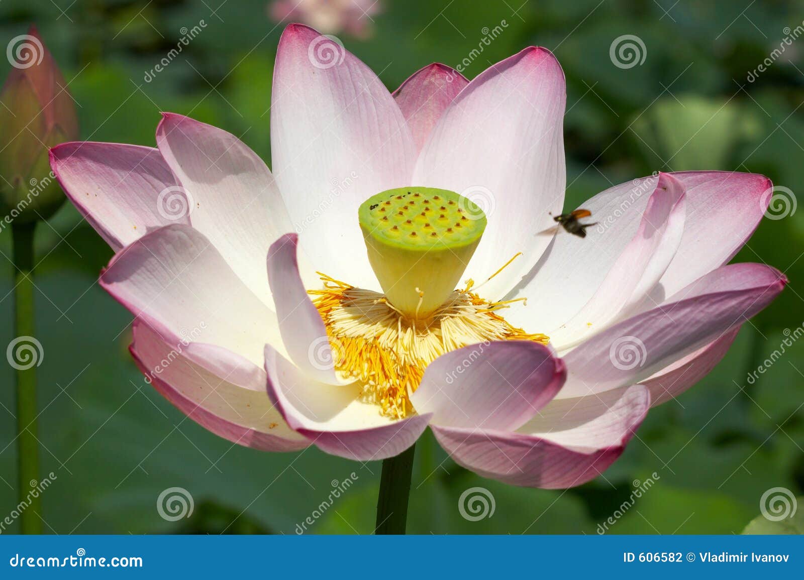 American lotus and bug stock photo. Image of season, insect - 606582