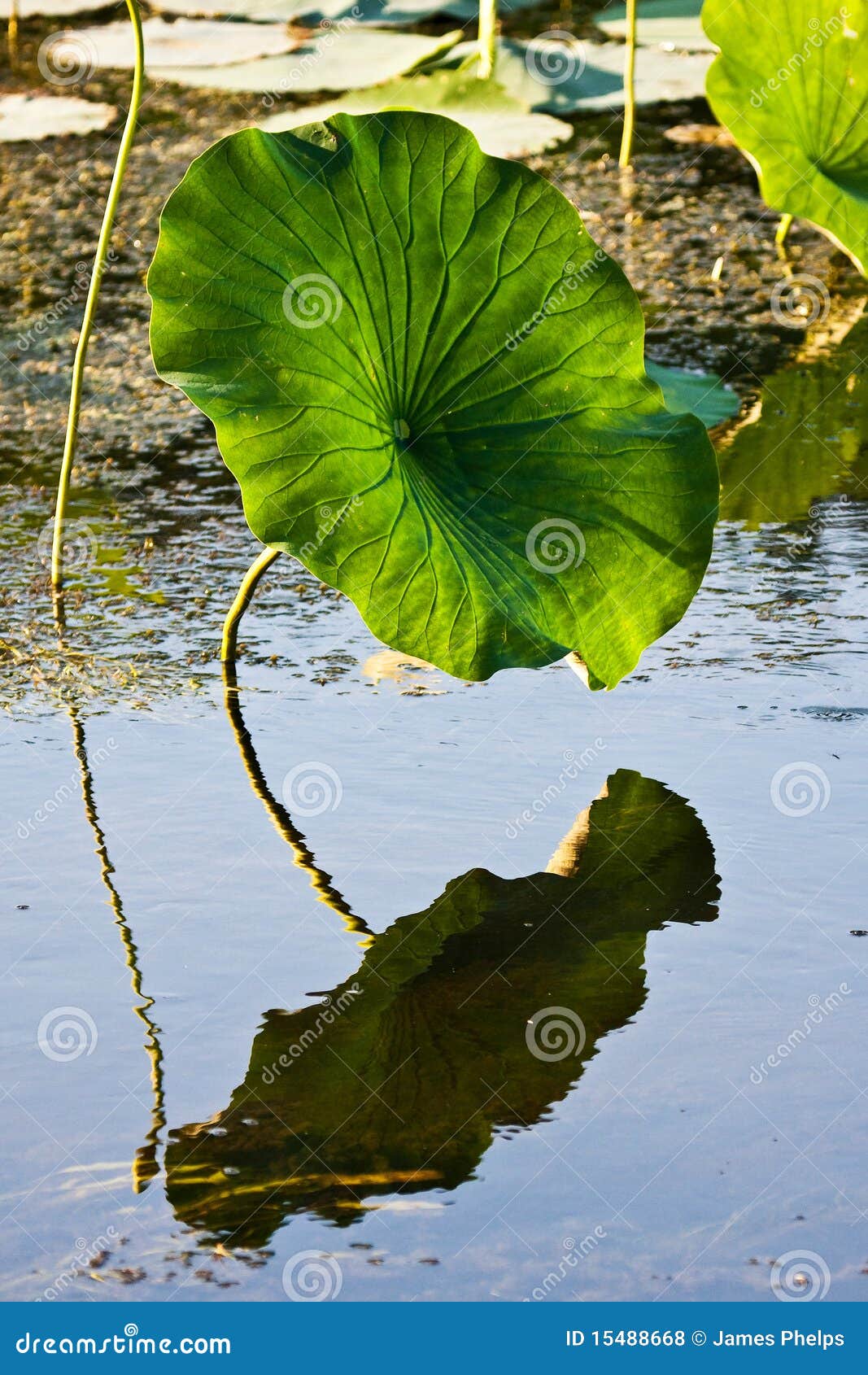 American Lotus Flower Nelumbo Lutea Royalty-Free Stock Photography ...