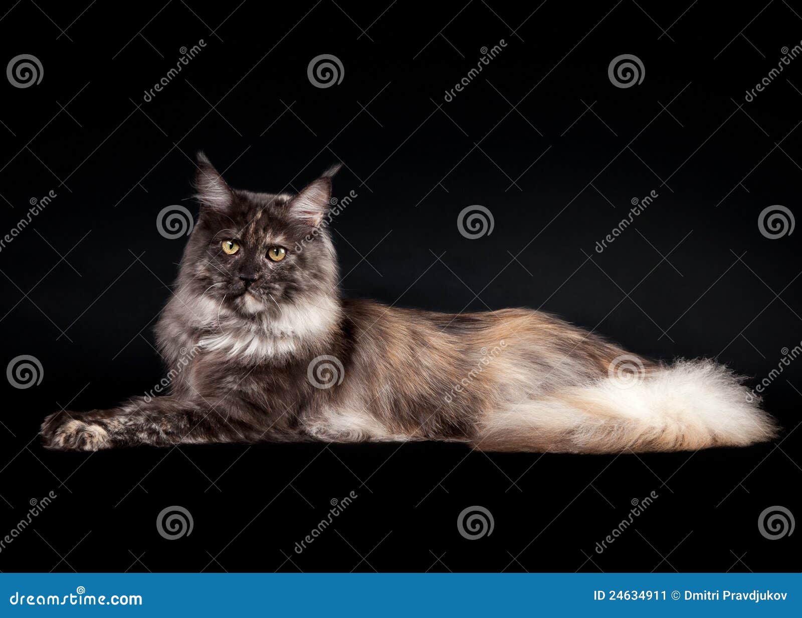 American Maine Coon Cat Stock Image Image Of Ears Seal 24634911