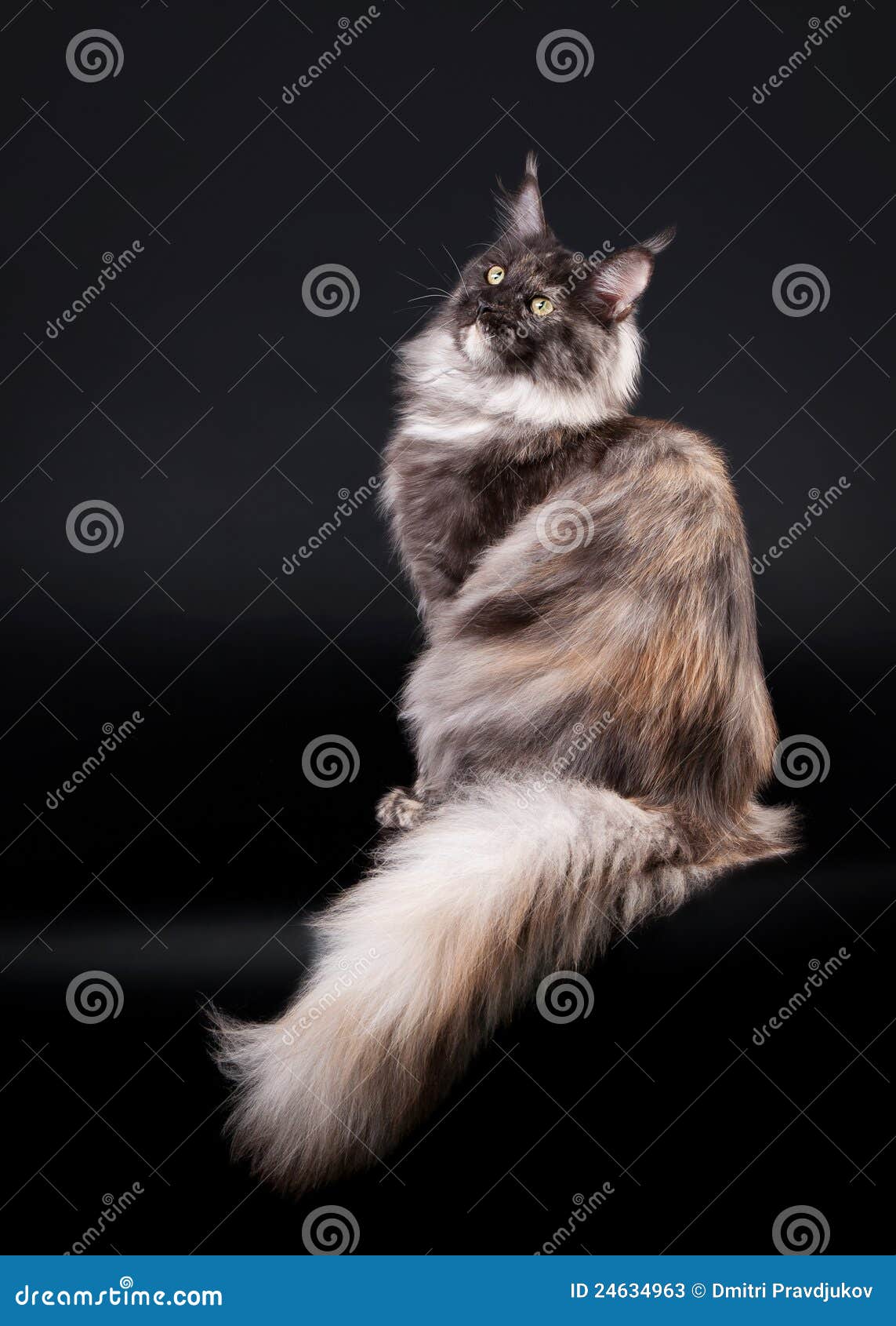 American maine coon cat stock image. Image of portrait - 24634963