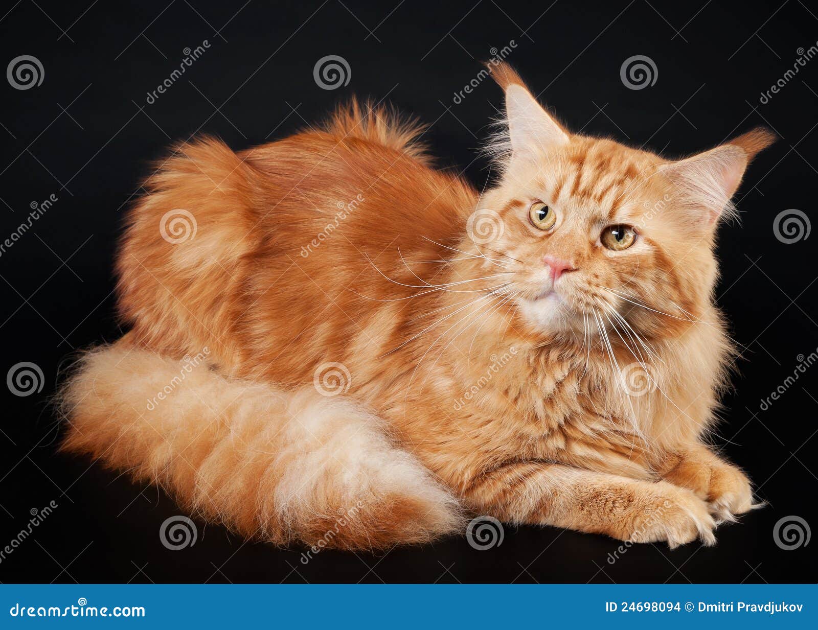 American maine coon cat stock photo. Image of black, american - 24698094