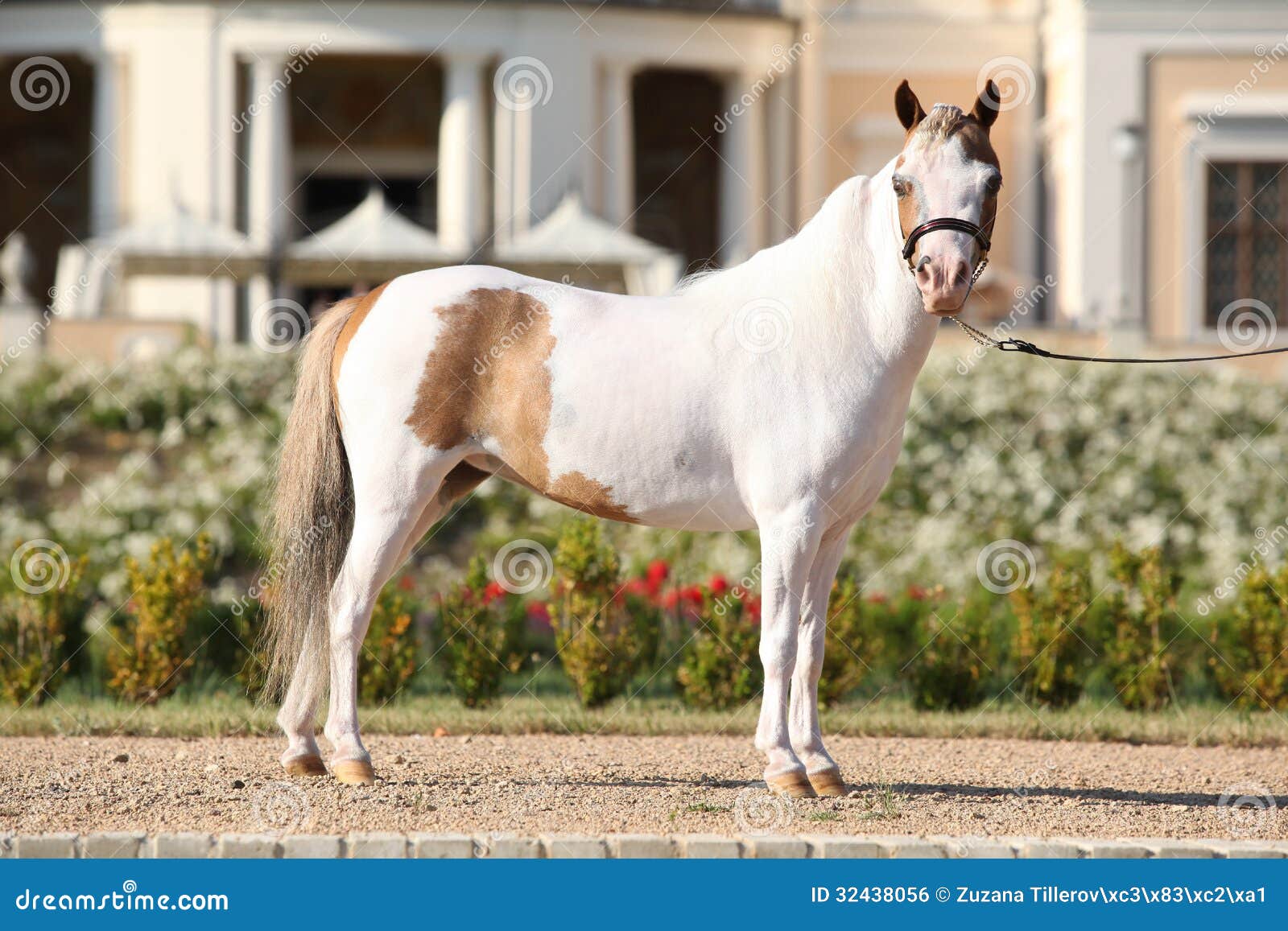 American Miniature Horse Standing Stock Photo - Image of domestic ...